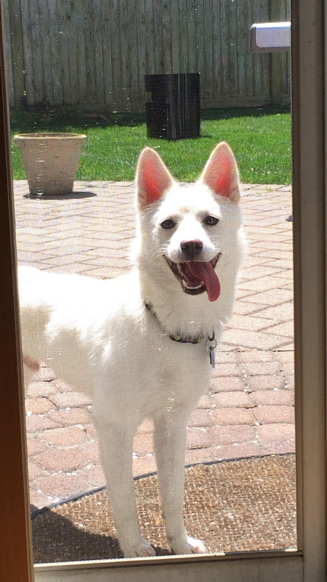 Happy pup! | Scrolller