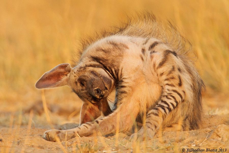 Happy stripy hyena | Scrolller