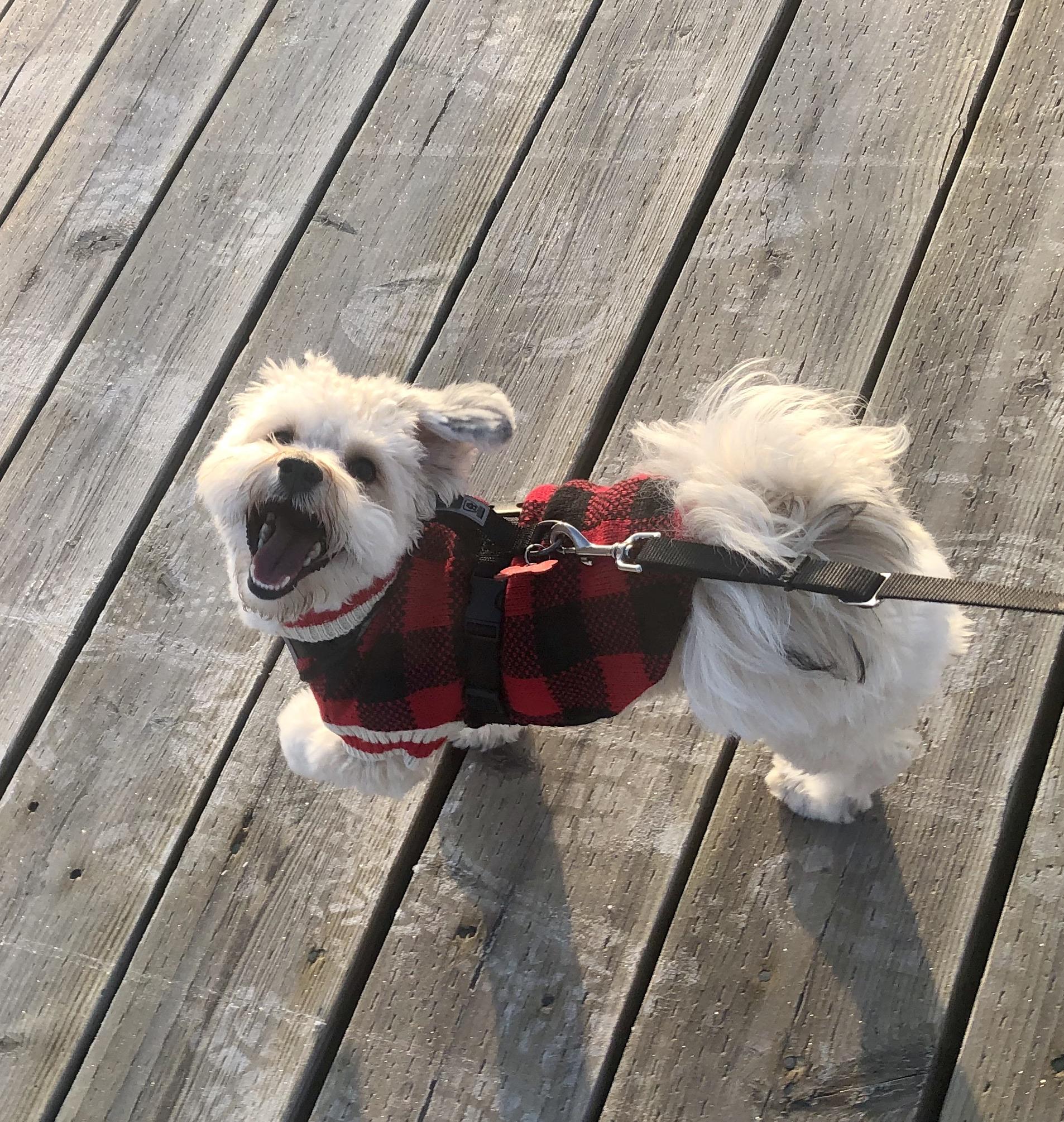 Happy Sully-bean | Scrolller