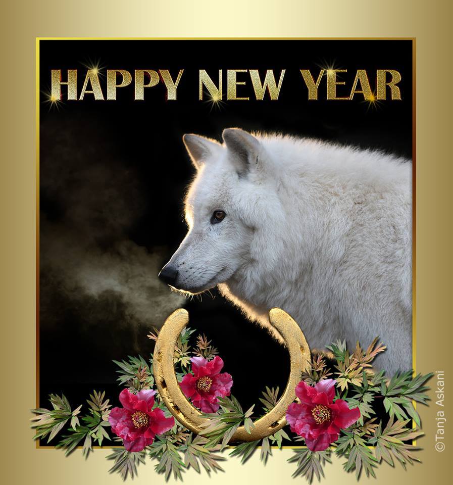 Happy Wolf 2019 Year! | Scrolller