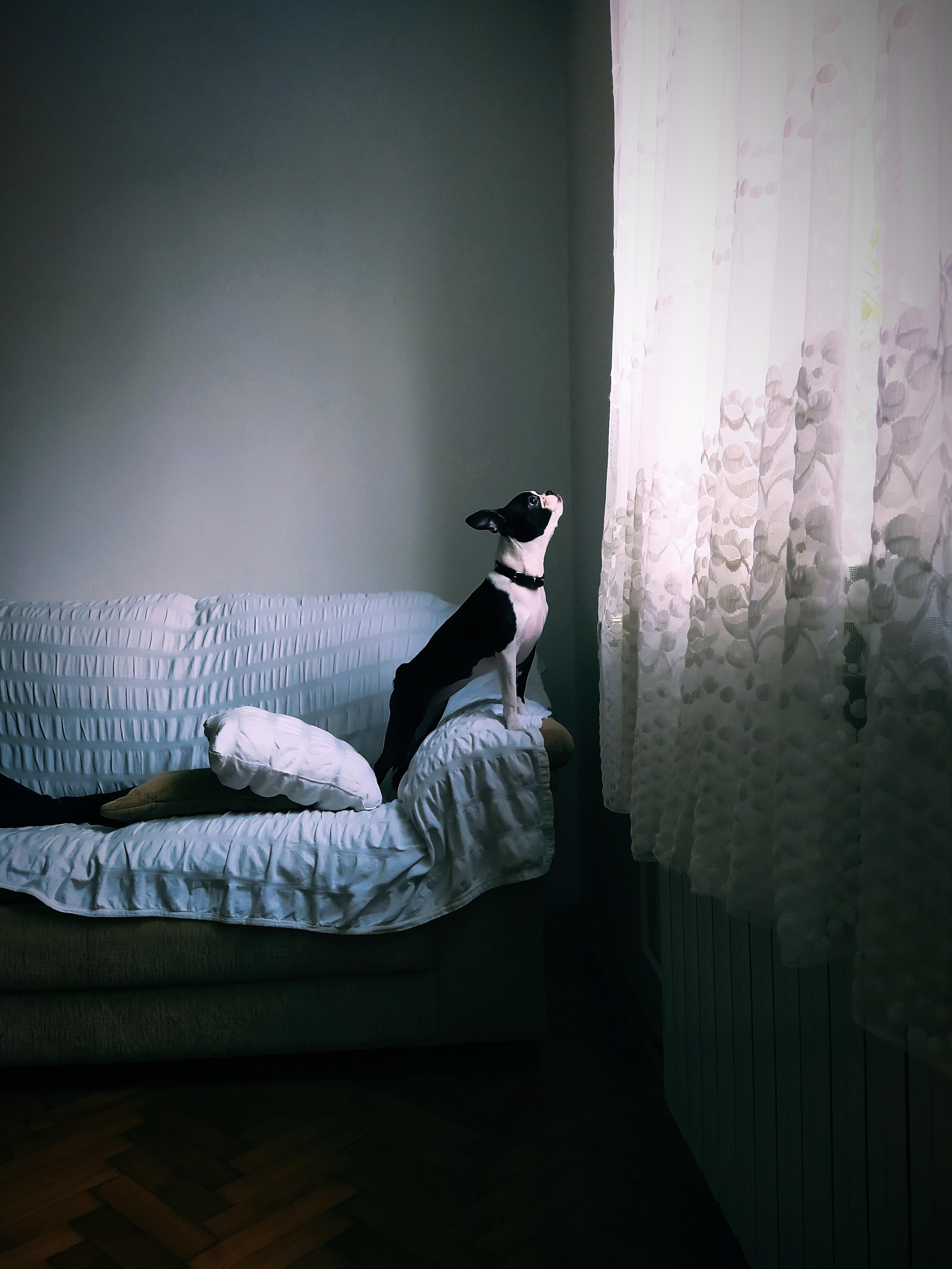 Harley howling | Scrolller