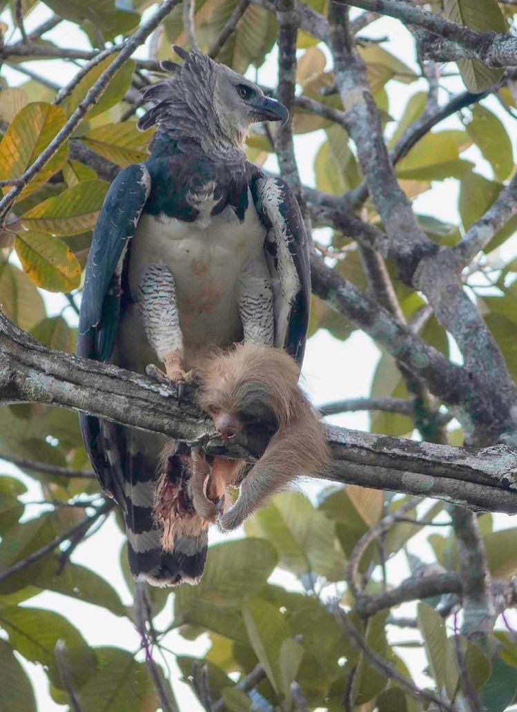 Harpy Eagle that killed a sloth | Scrolller