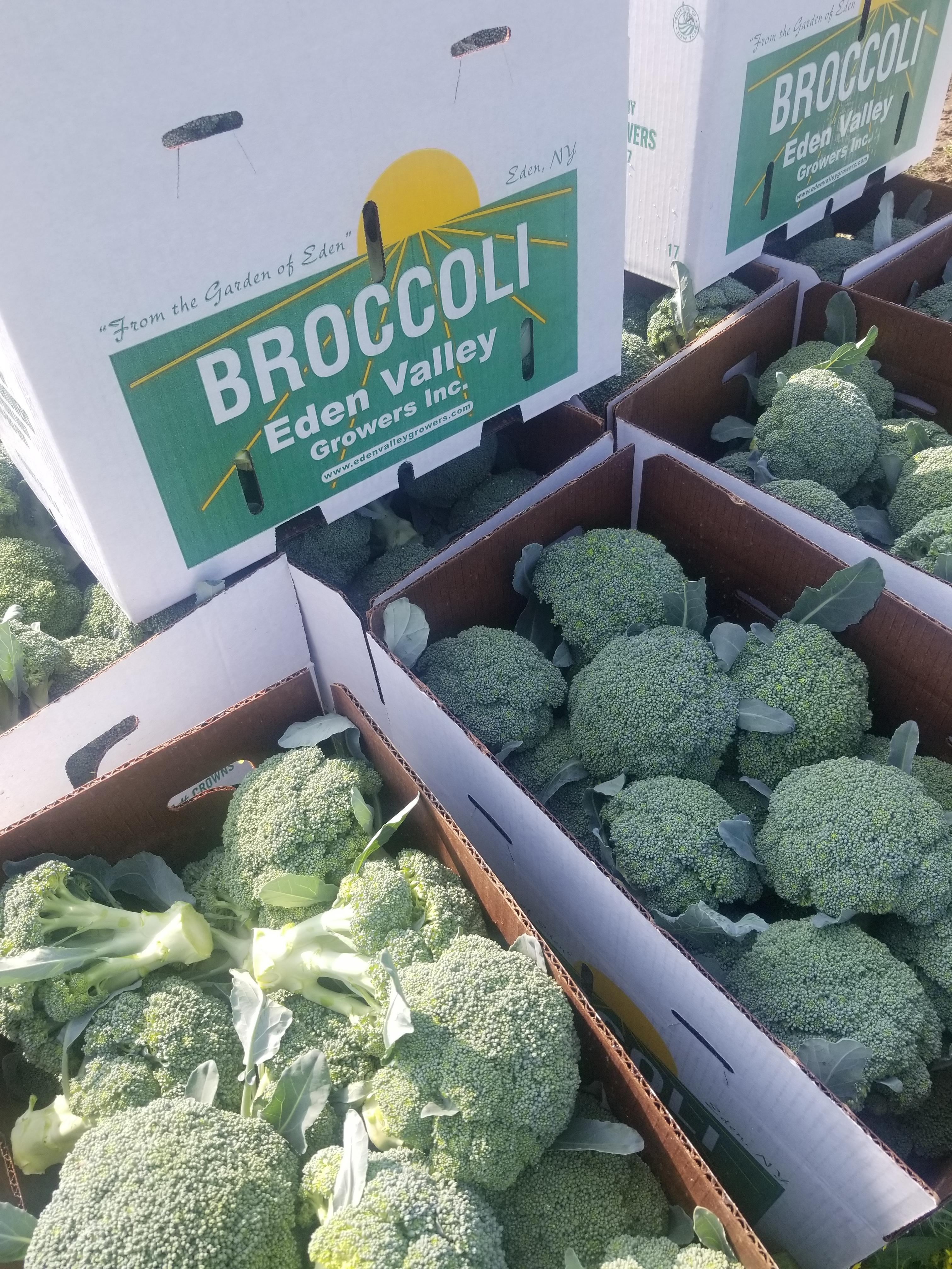 Harvest 19 | Scrolller