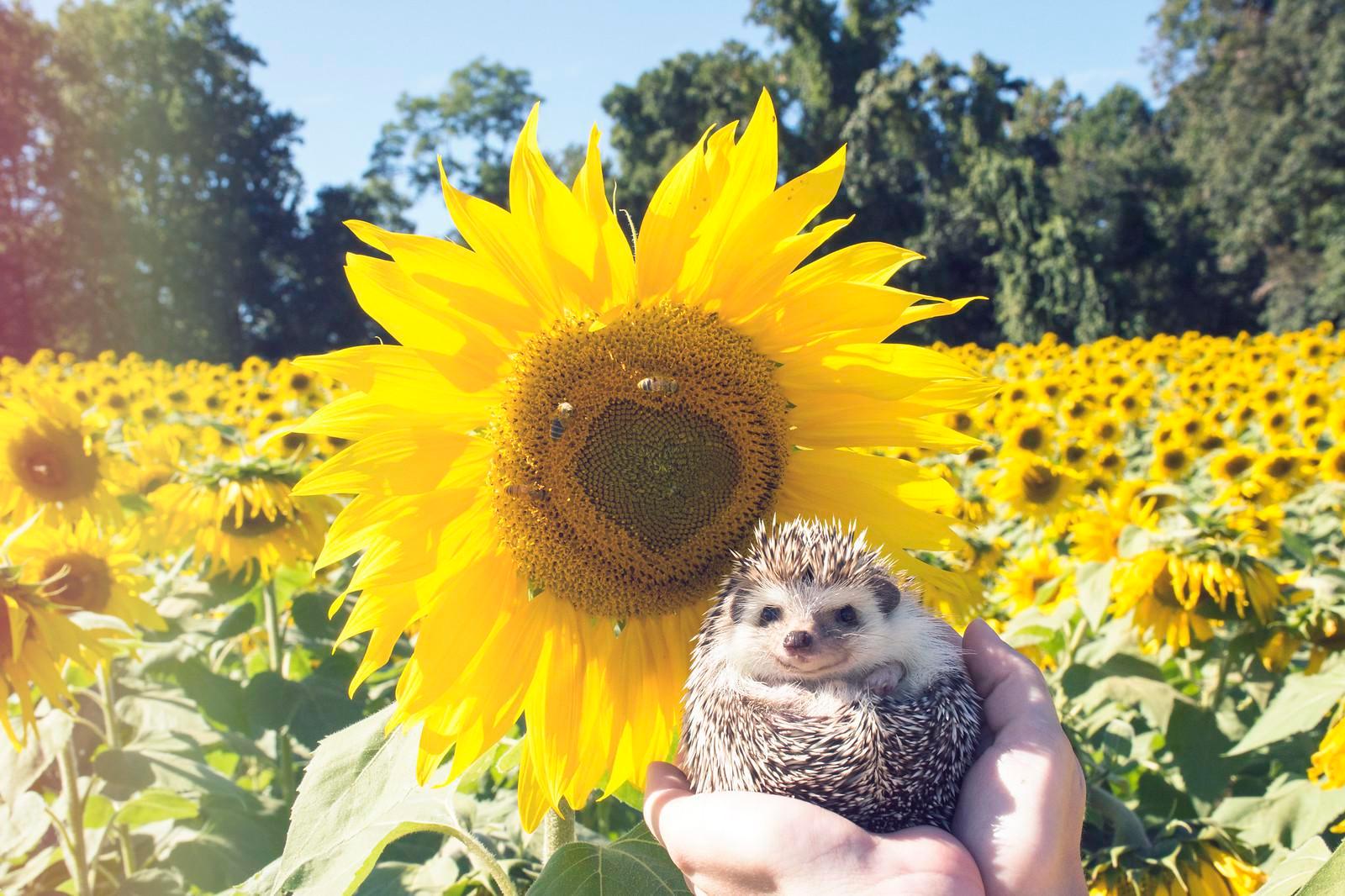Harvey Smiling in the Sunflower Field | Scrolller