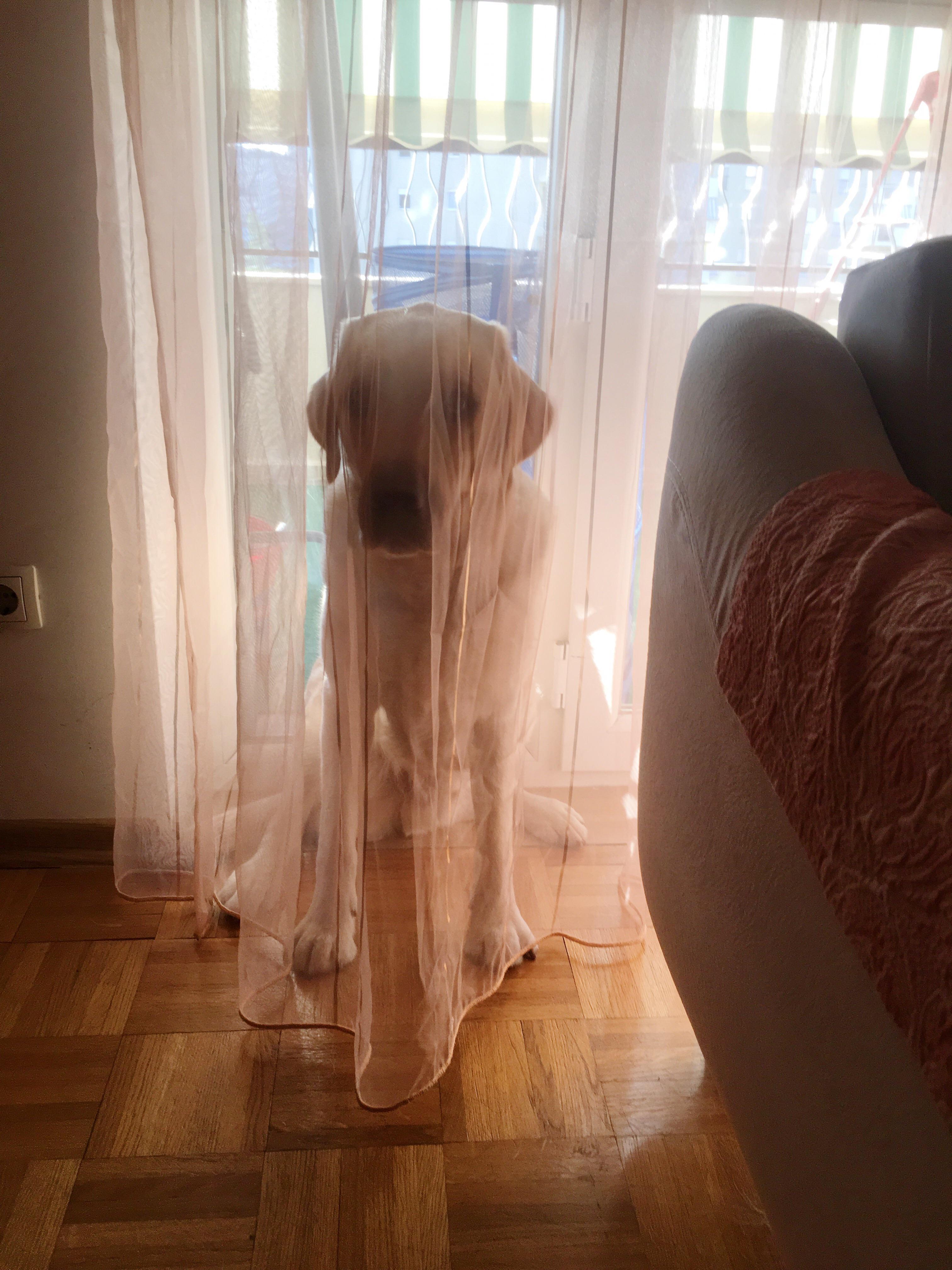 Has anyone seen my dog? | Scrolller