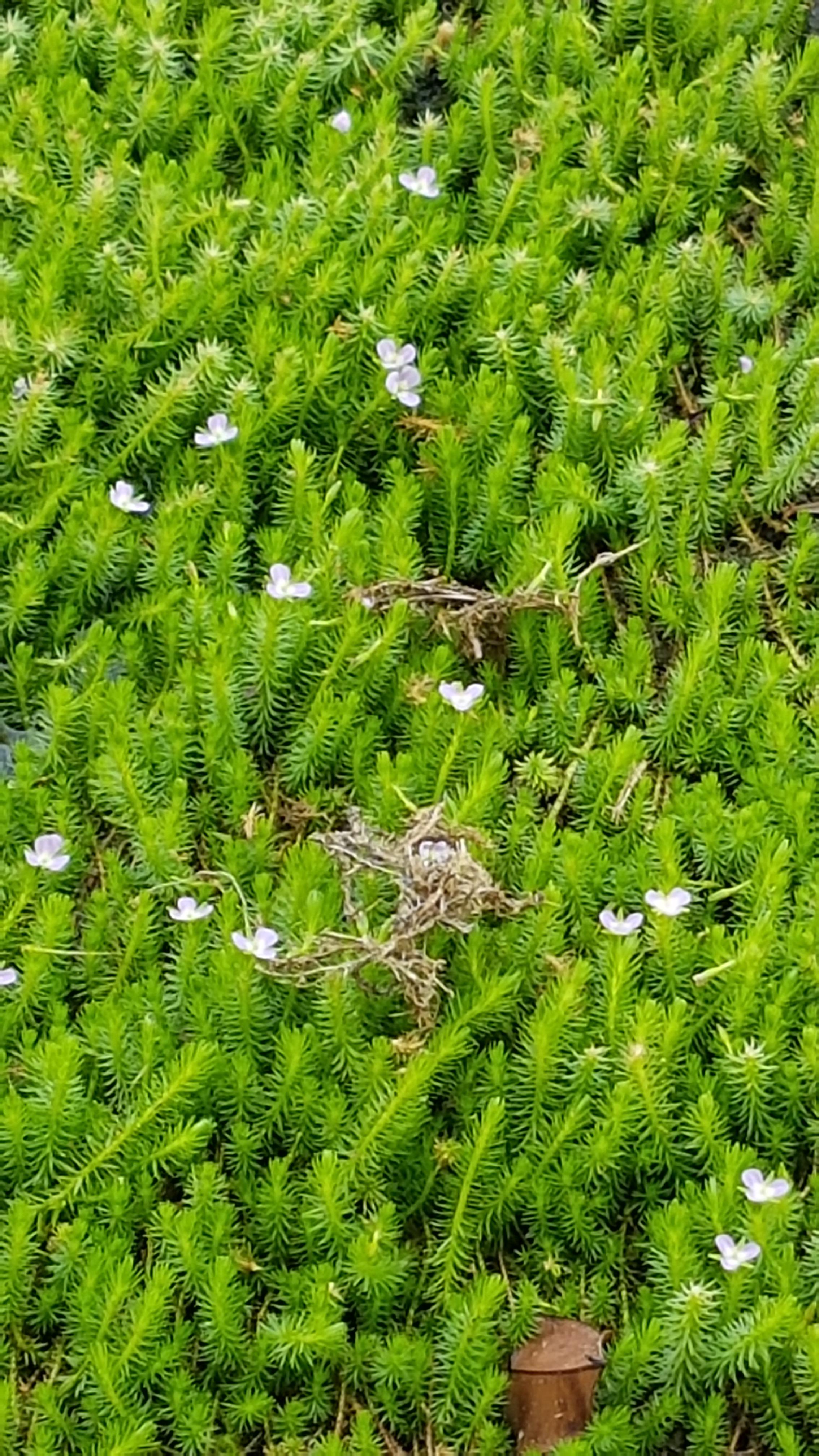 Have you even see moss got flower? | Scrolller