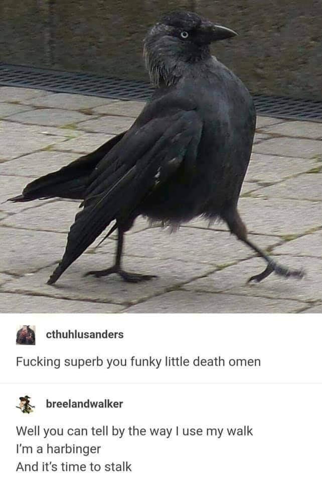 Have you ever milked a crow? | Scrolller