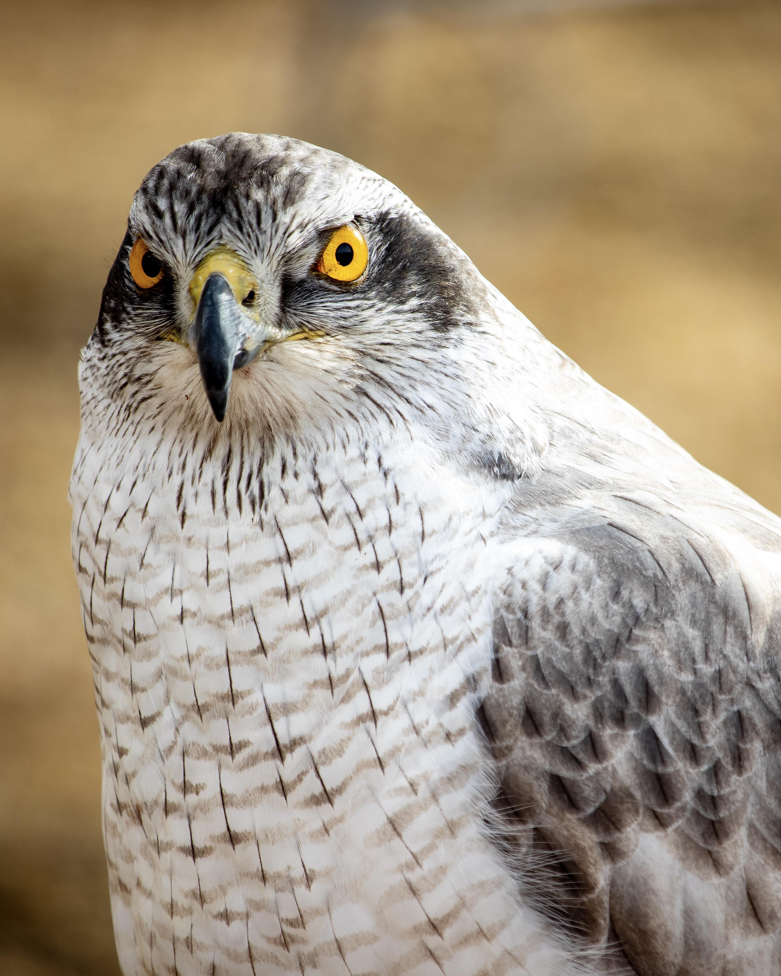 Hawk staring me down | Scrolller