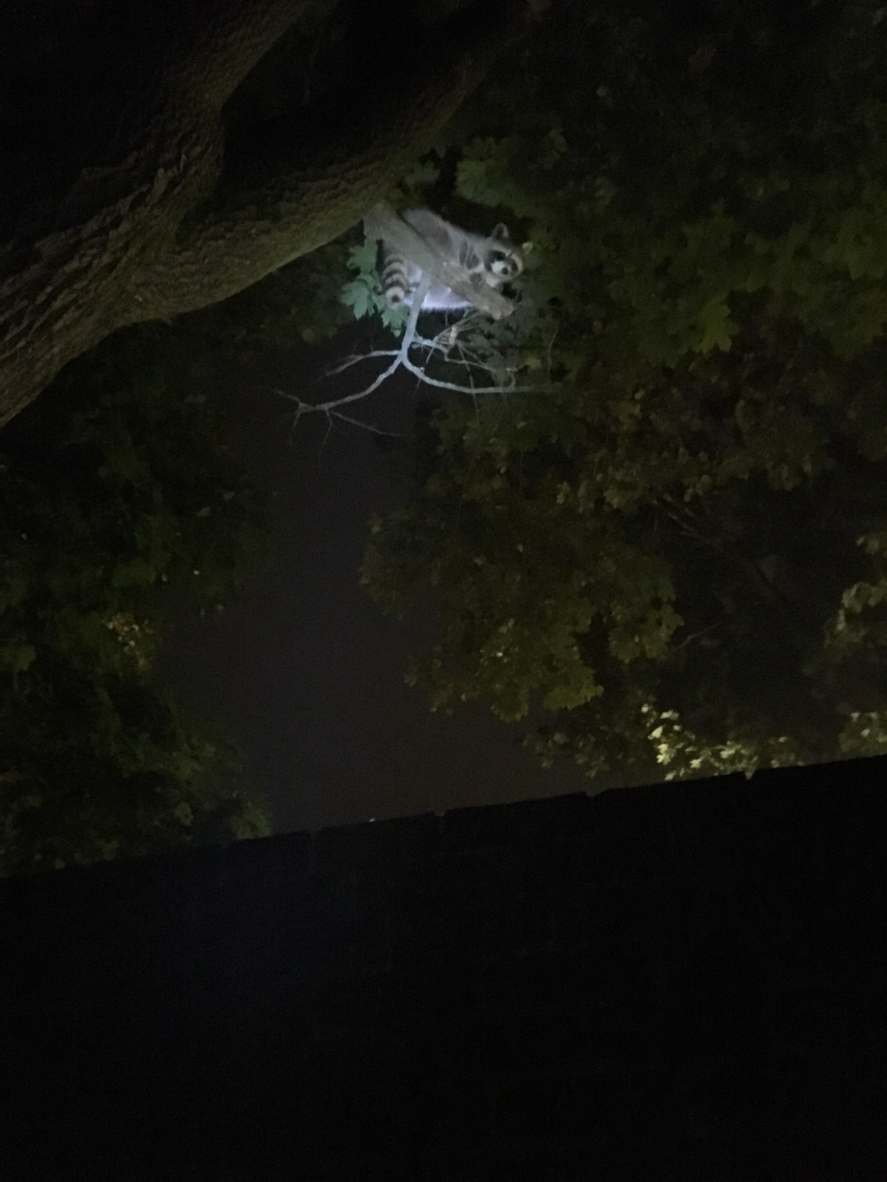 He be chillin (sorry for low quality) | Scrolller