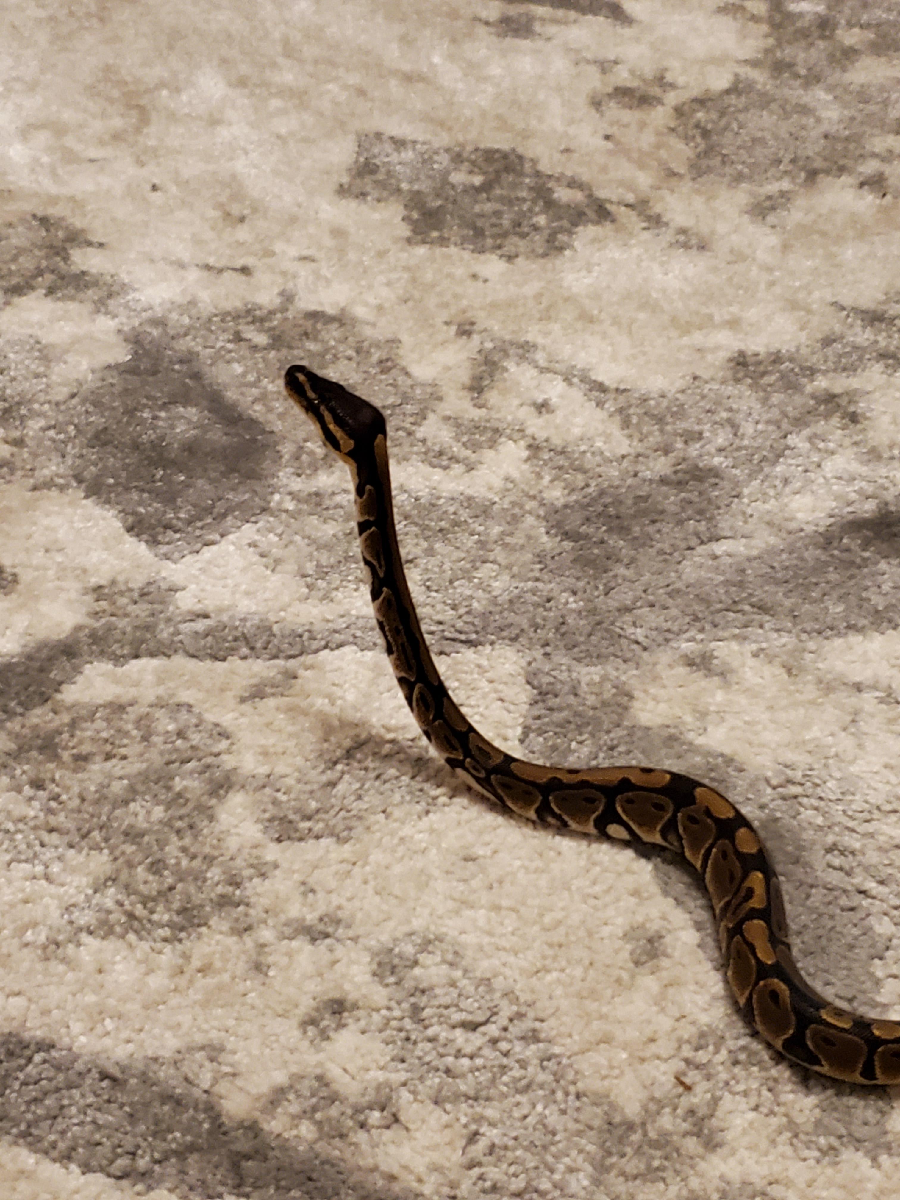 He do be a snek | Scrolller