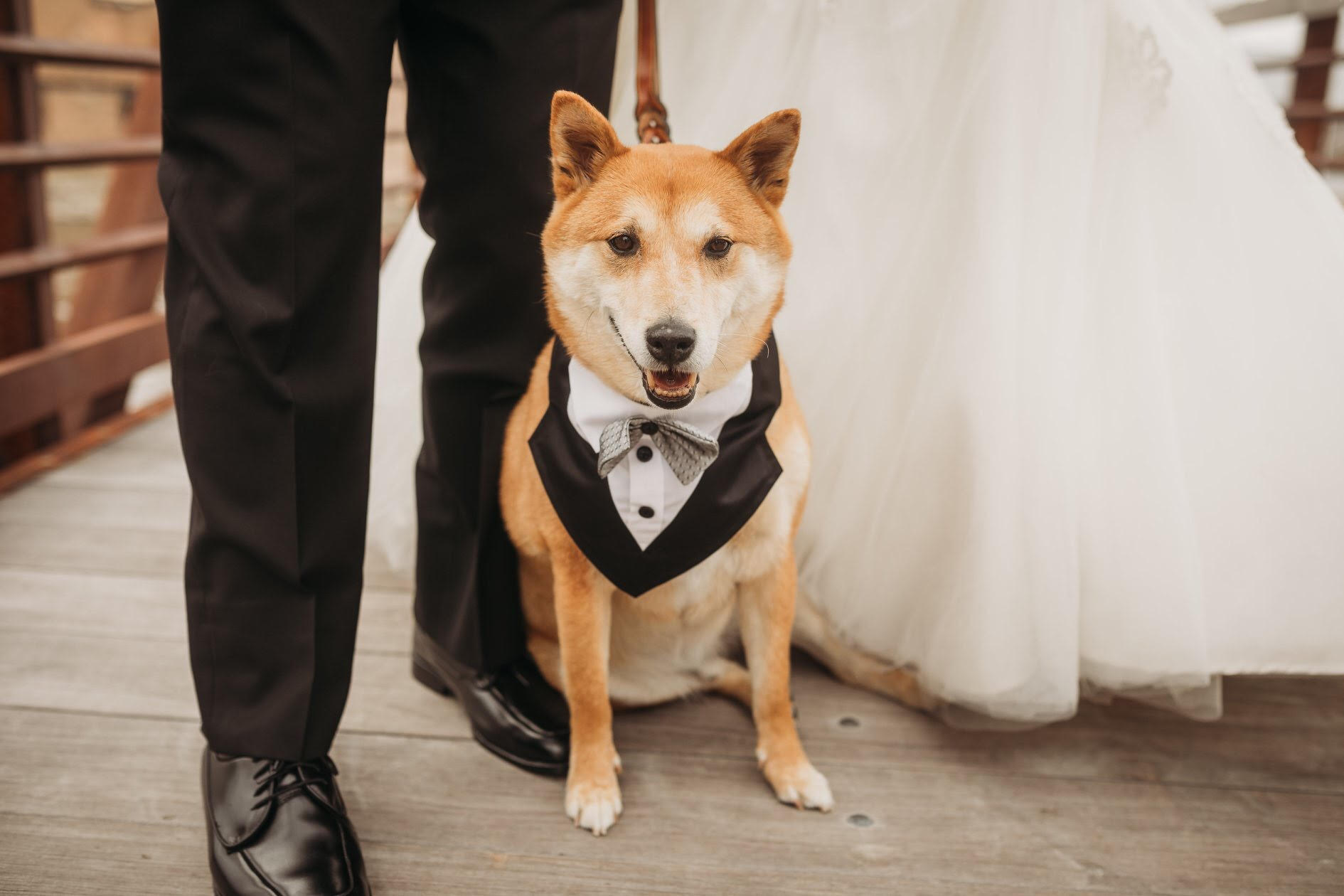 He is the Shibe Supreme. | Scrolller