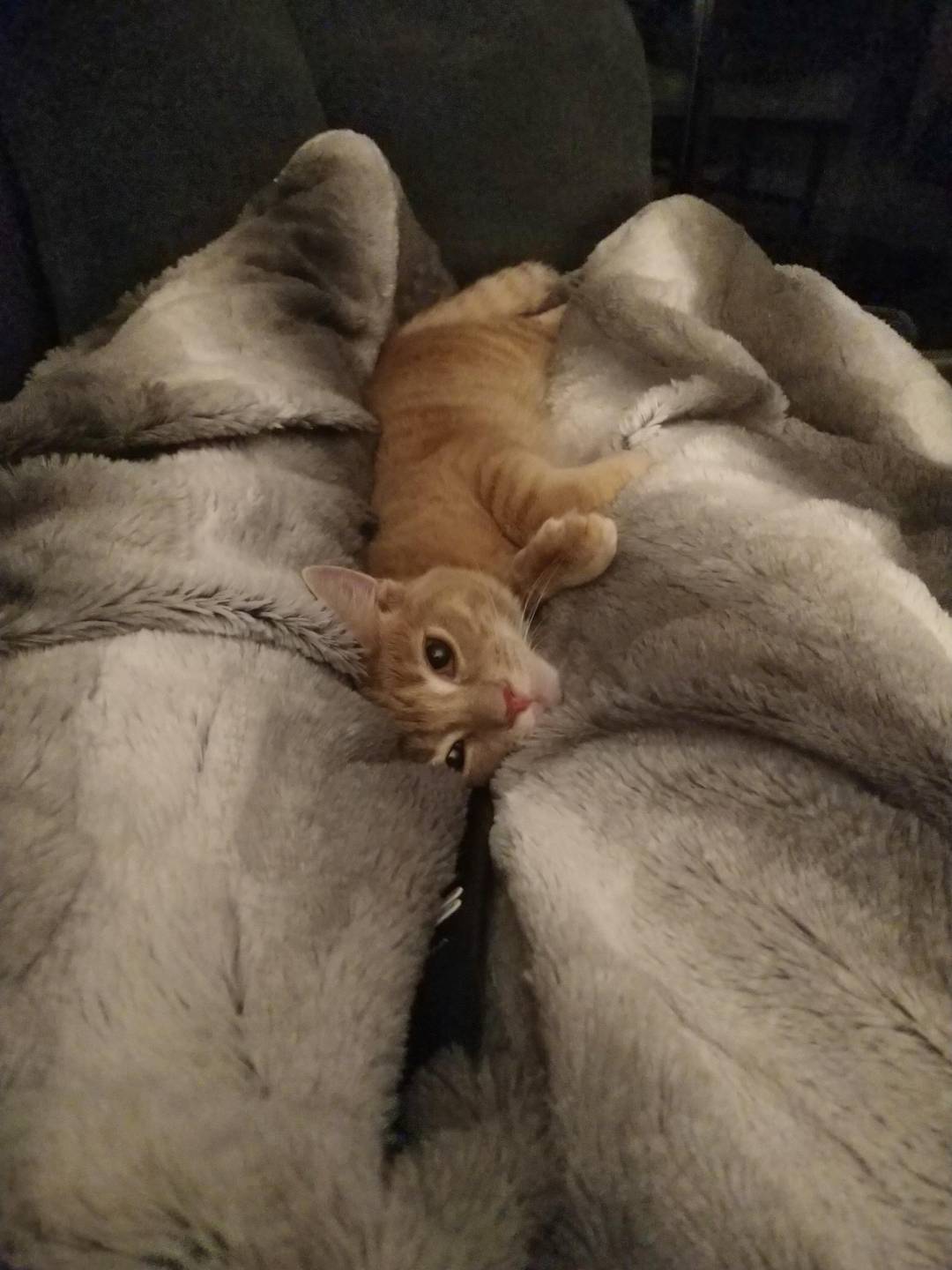 He just jumped and nestled himself into the blanket | Scrolller