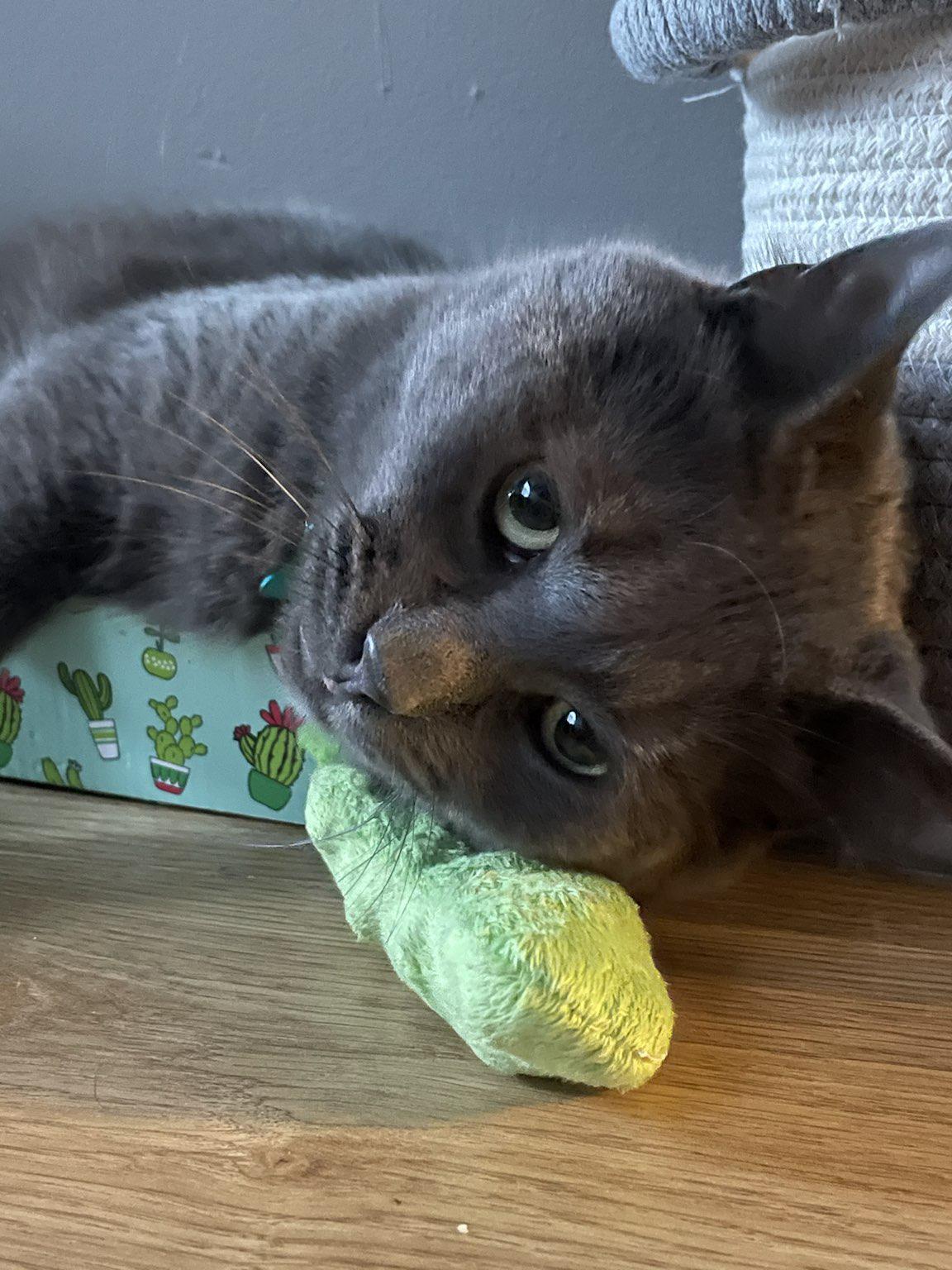 He likes his pickle | Scrolller