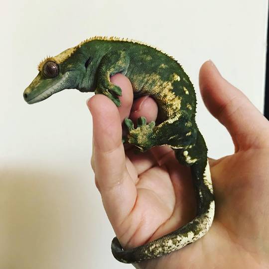 He’s a pretty boy (and chonky) | Scrolller