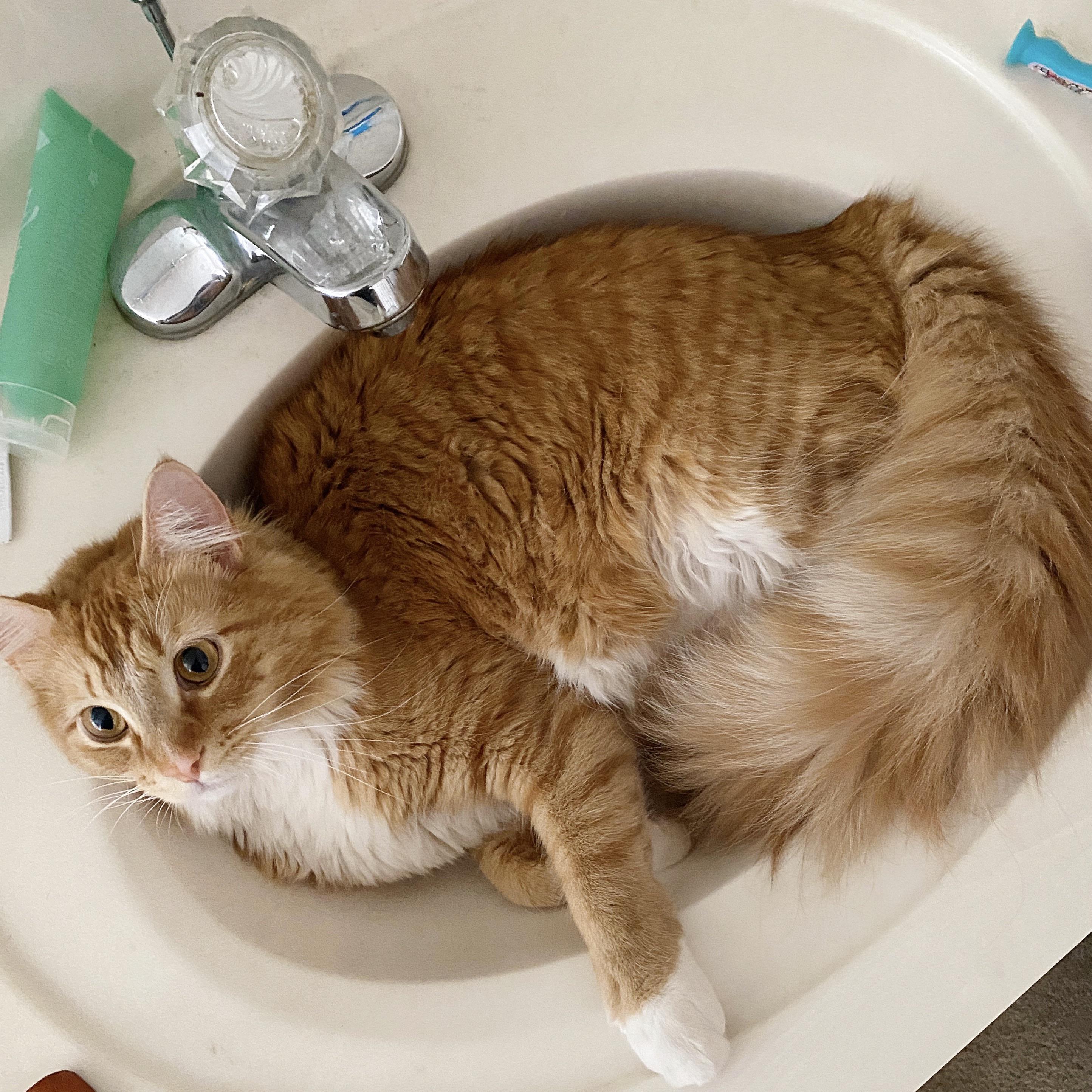 He’s getting too big for this sink. | Scrolller