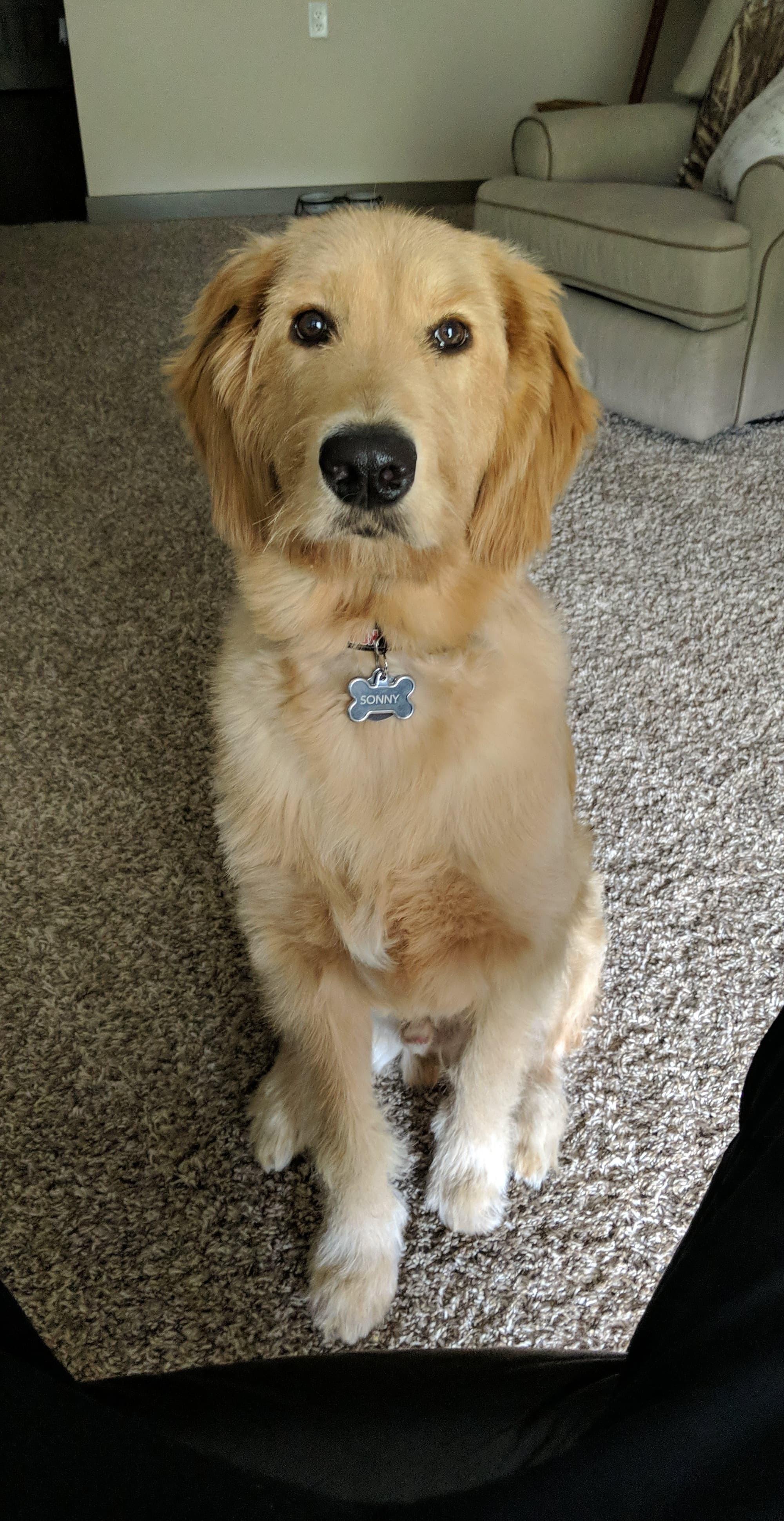 He skews toward the “golden” part of “goldendoodle” | Scrolller