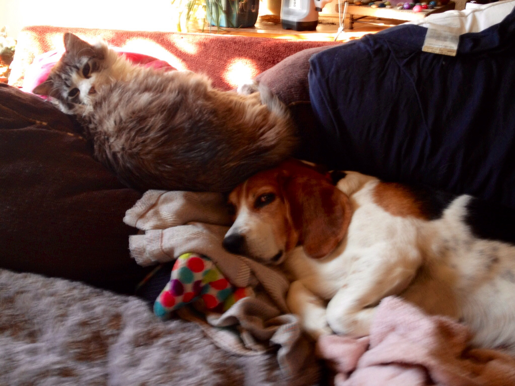 Head to butt snuggles [x-post /r/animalsbeingbros] | Scrolller