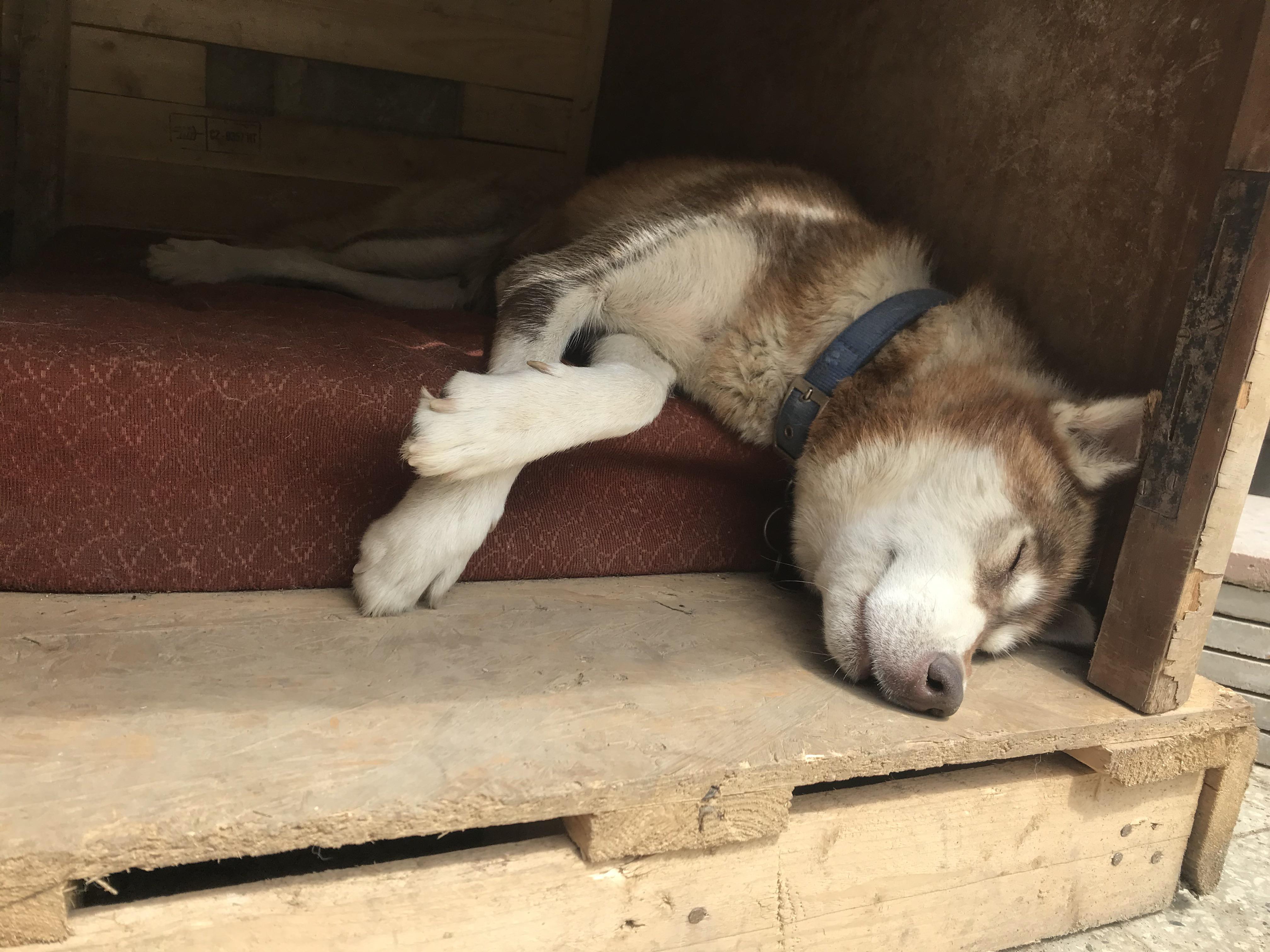 heavy nap | Scrolller