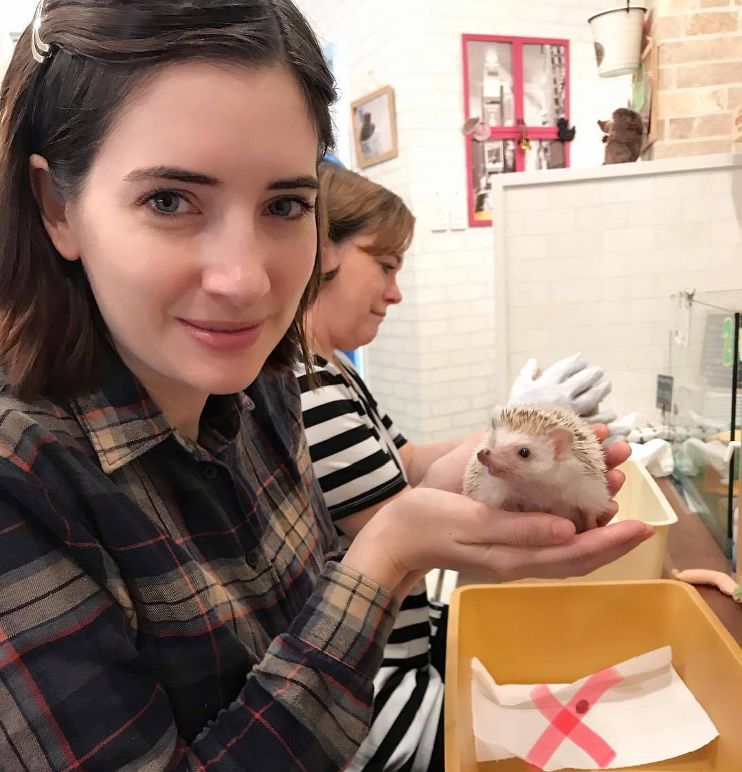 Hedgehog | Scrolller