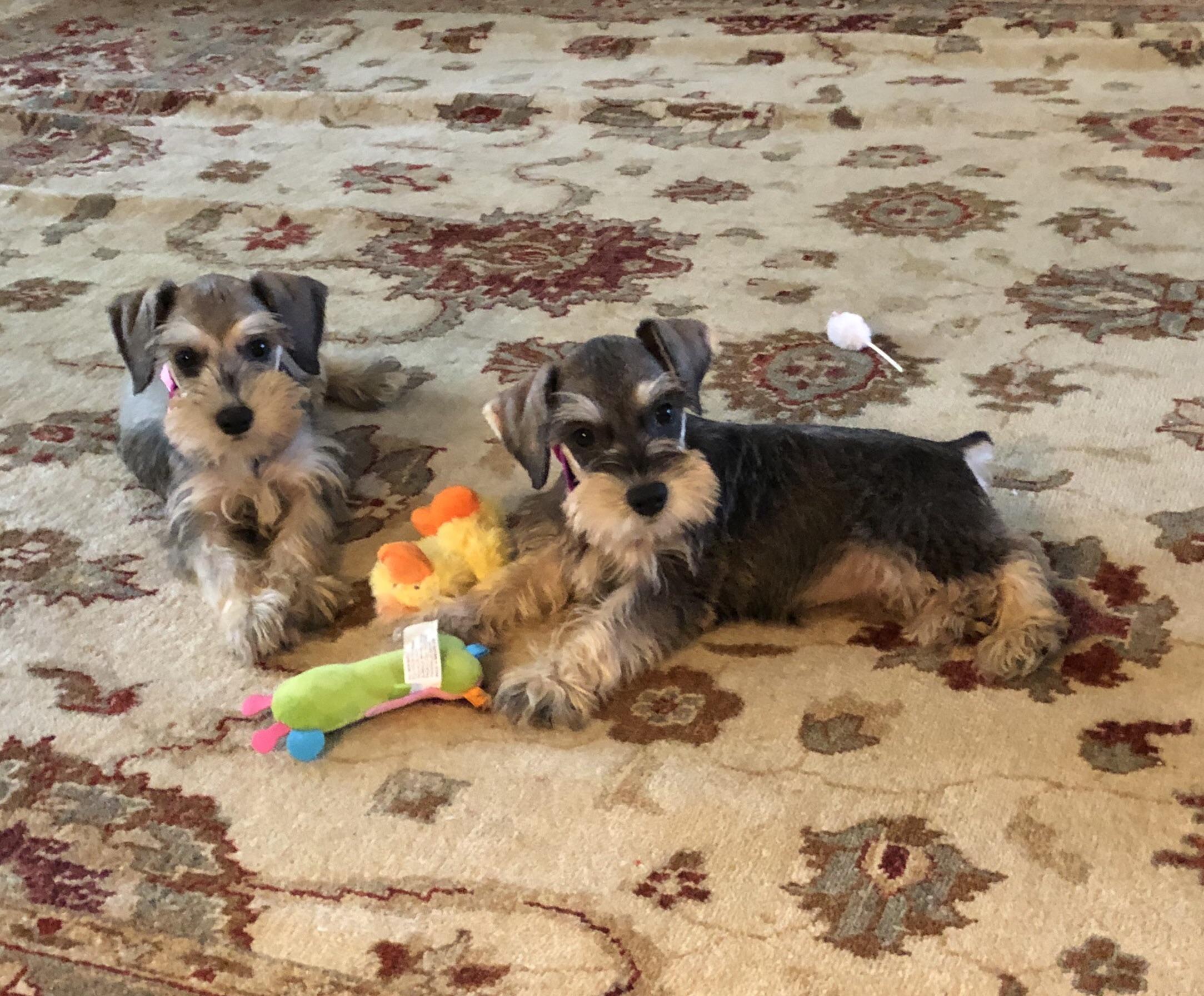 Heidi & Gretchen are adjusting well! Big time zoomies and wrestling then nappy-time! | Scrolller