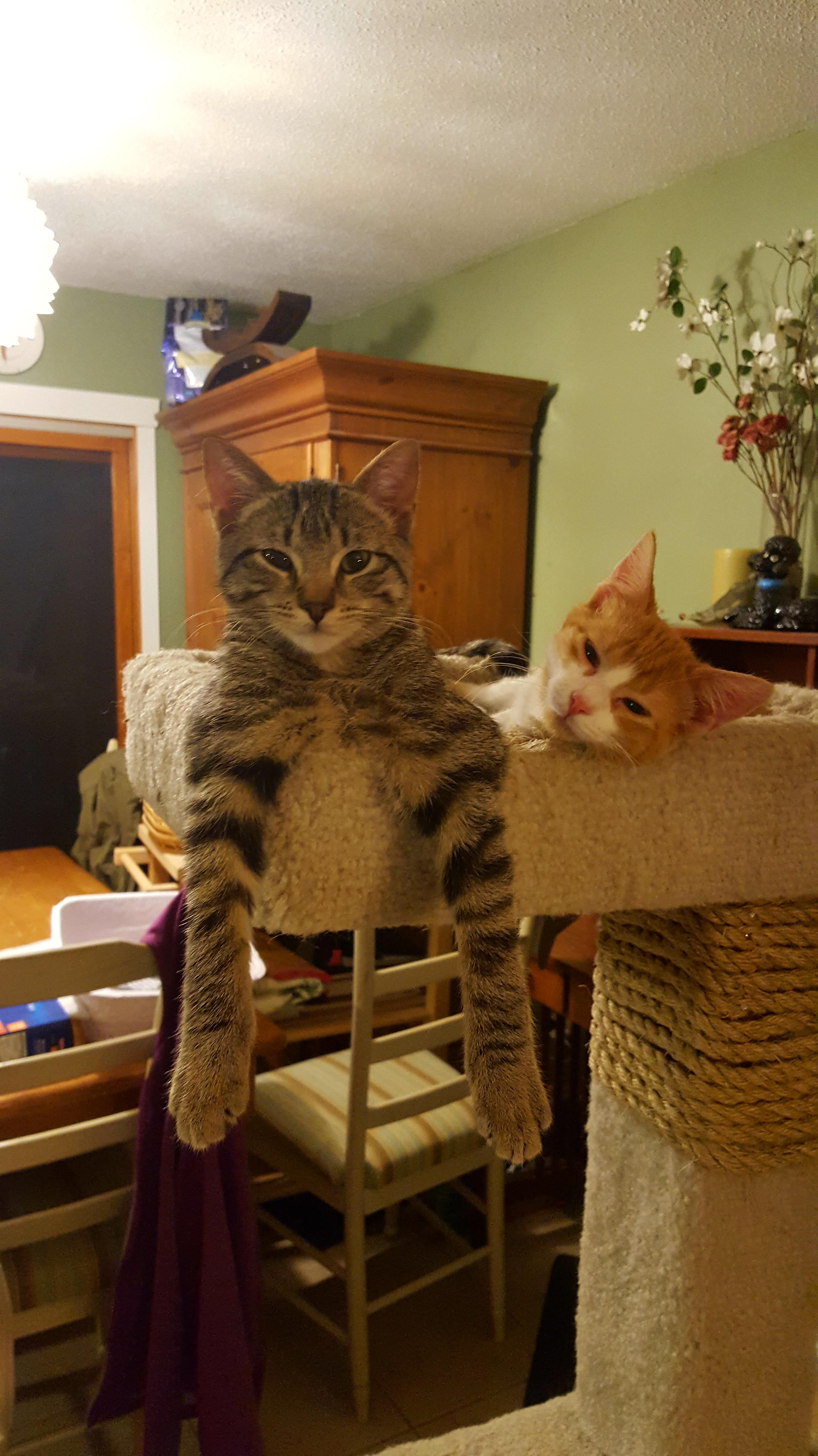 He'll grow into them | Scrolller