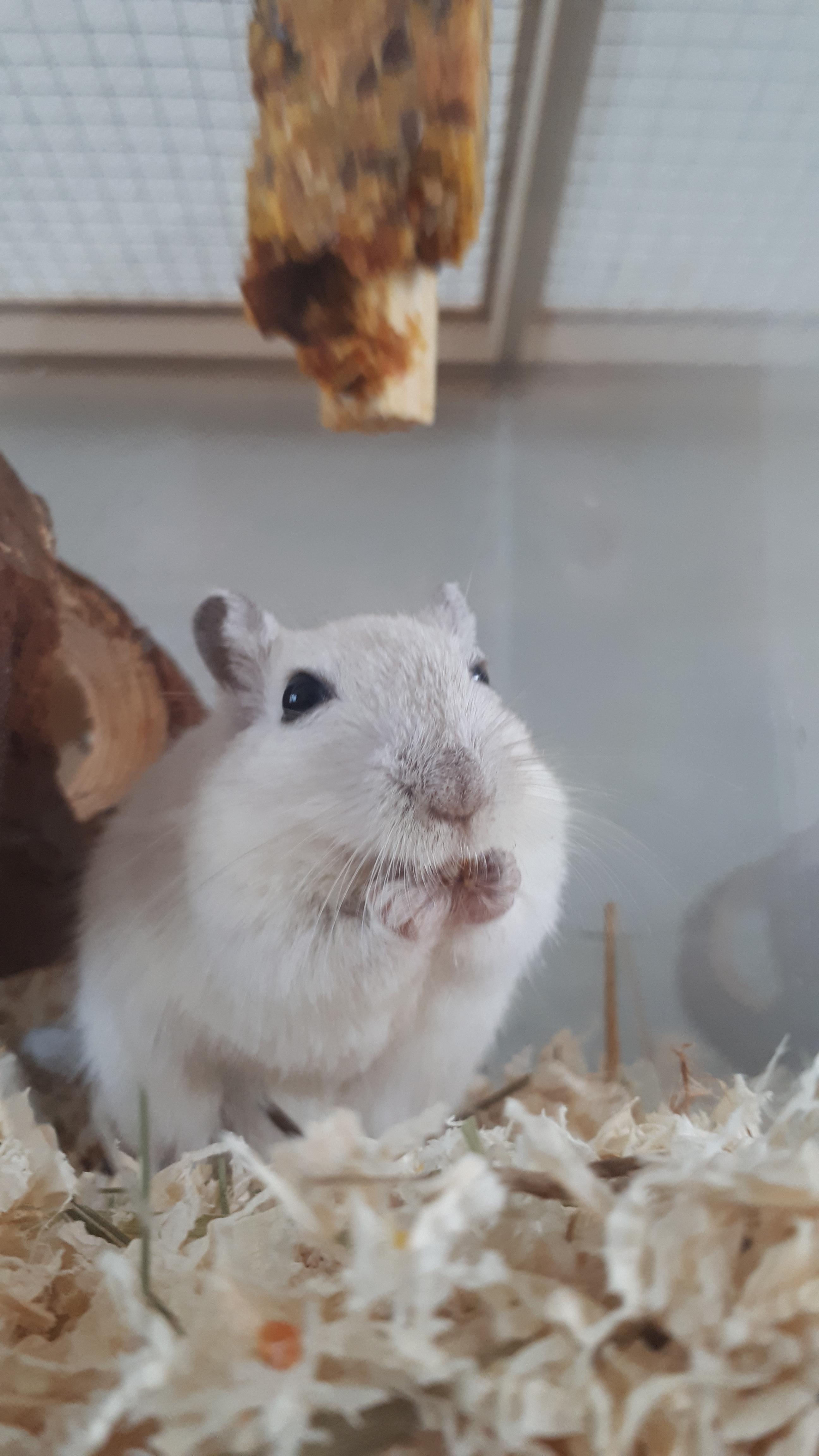 Hello Gray Scrolller