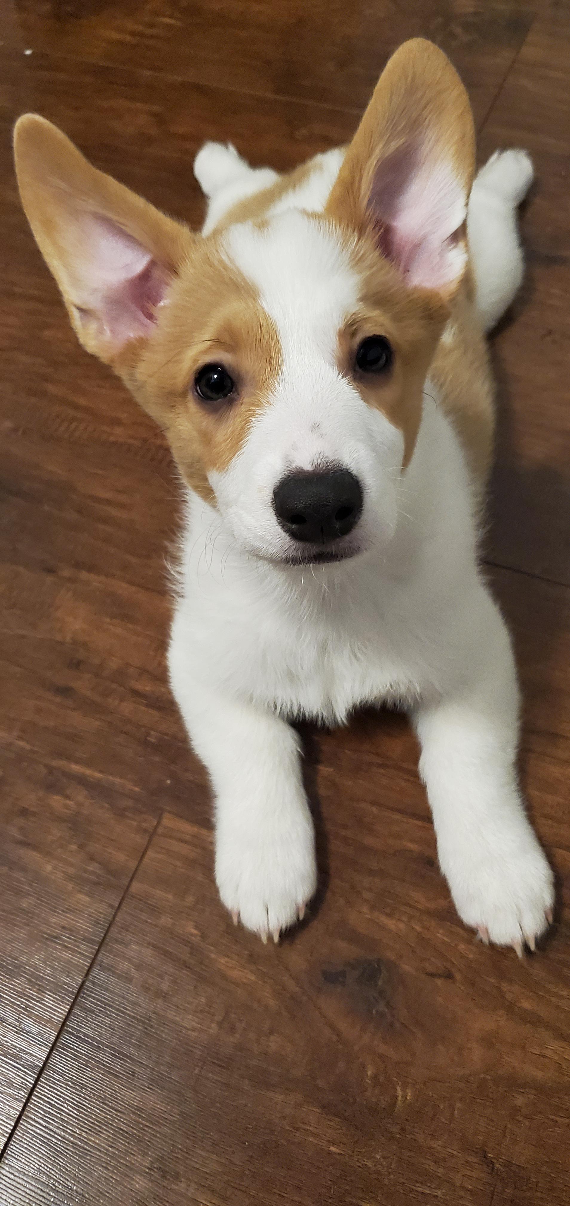 Hello, I am Doctor Baby Butters M.D. | Scrolller