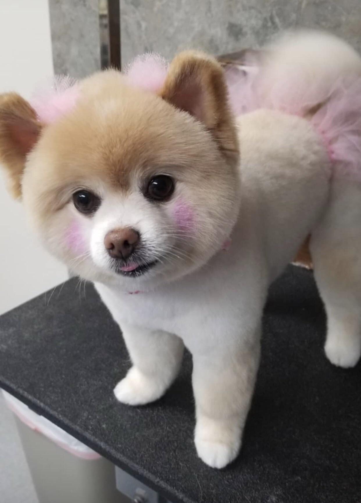 Hello! I’m Pika the prima pupperina! | Scrolller