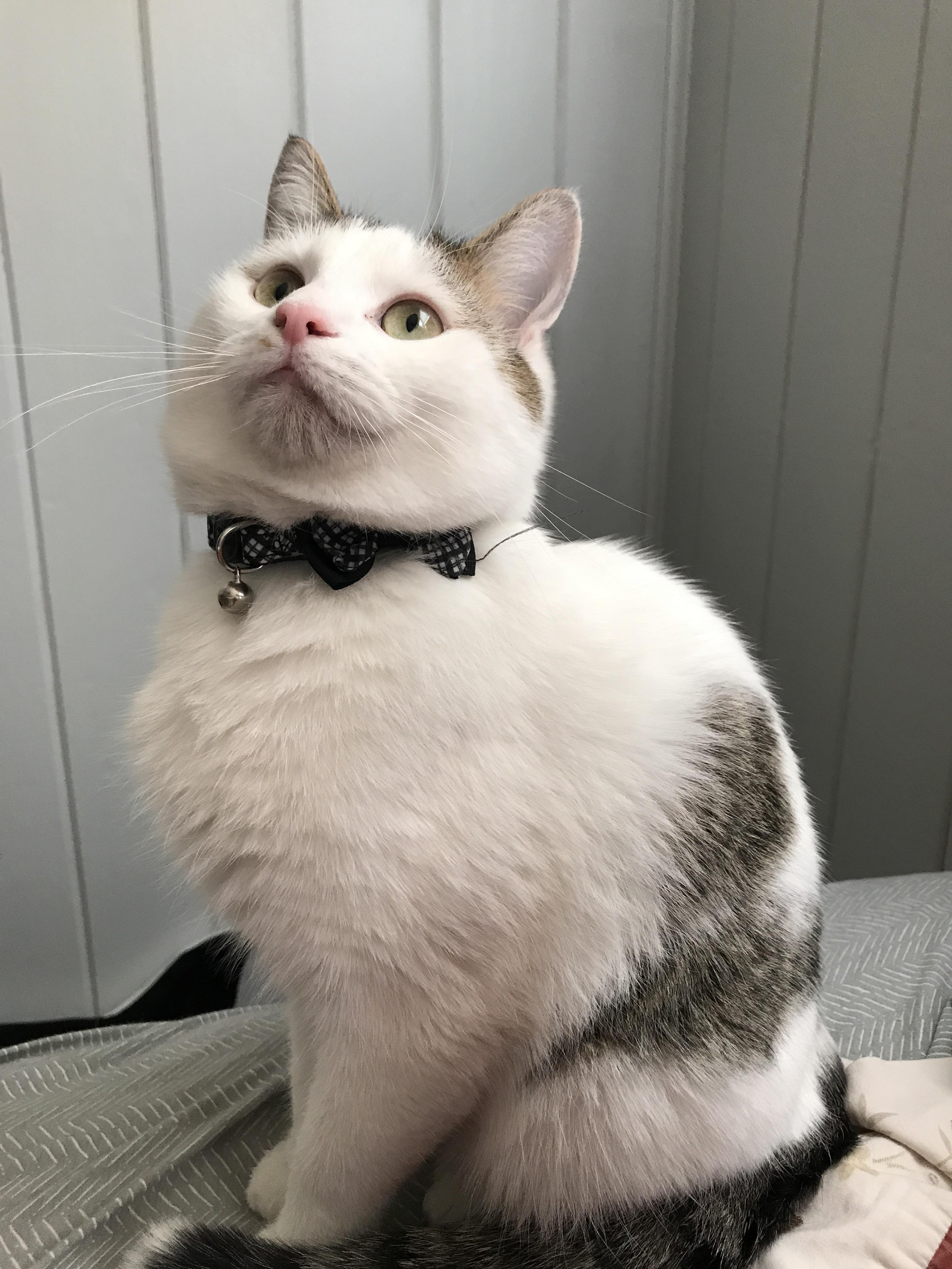 Hello, my name is Crookshanks, and I have a heart murmur. But NOTHING stops me from being fancy ...