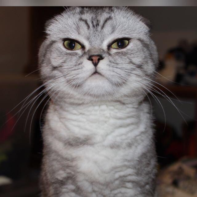 Hello r/Kuwait, meet Simba | Scrolller