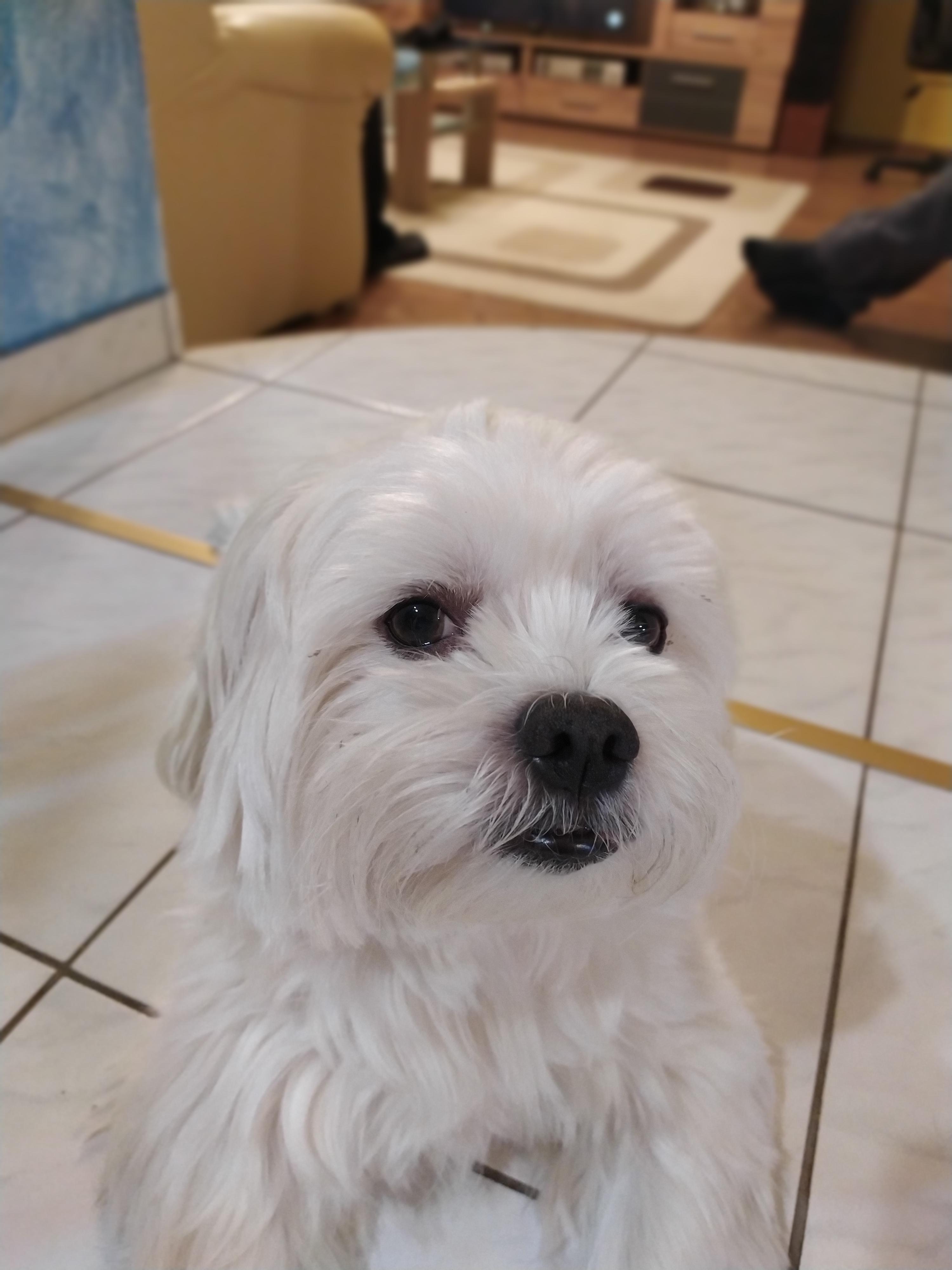 Hello Reddit! My name is Milo. | Scrolller