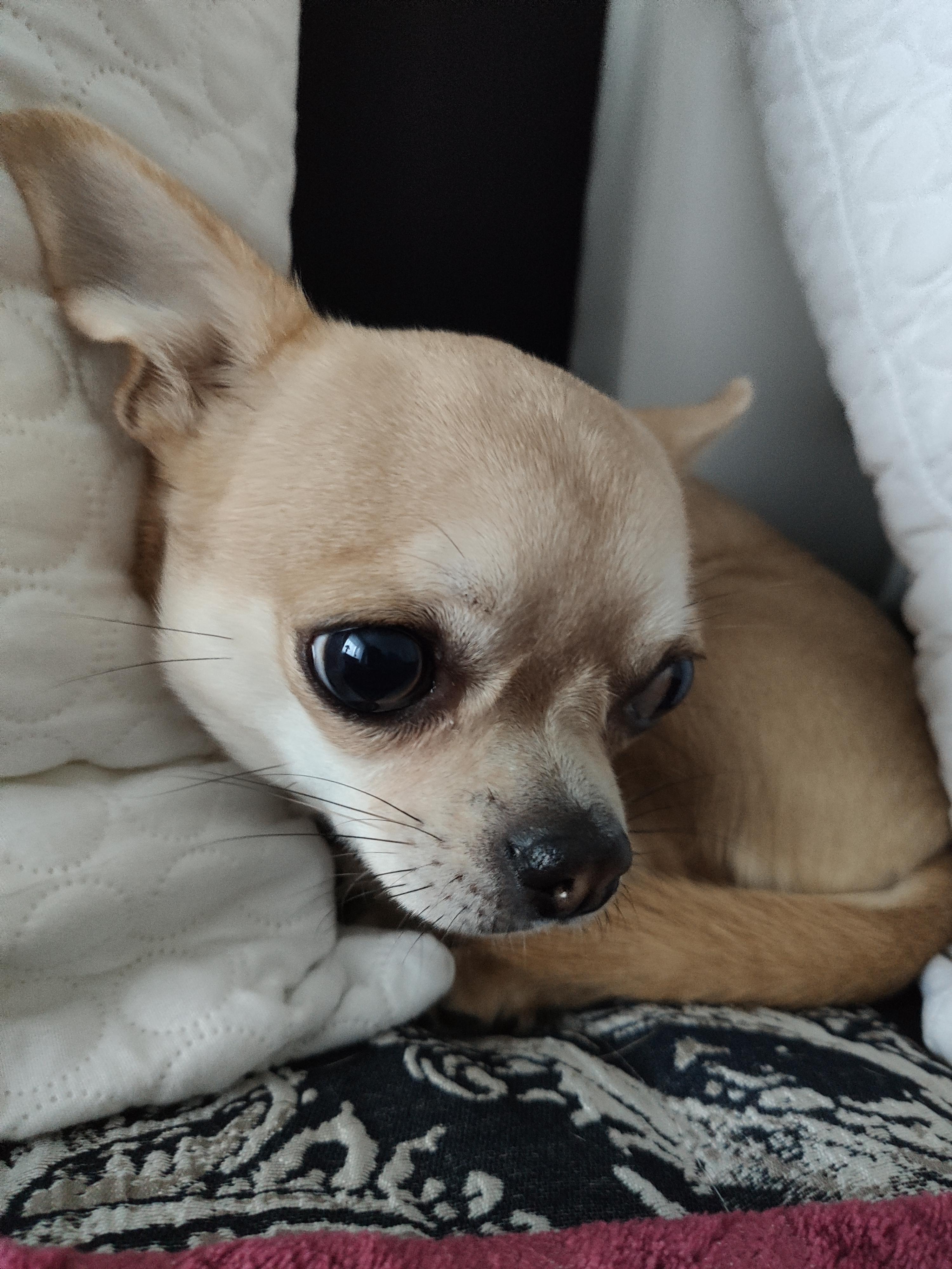 Hello, this is Bonita and her first ever appearance in Reddit. She says hi from Moscow to all ...