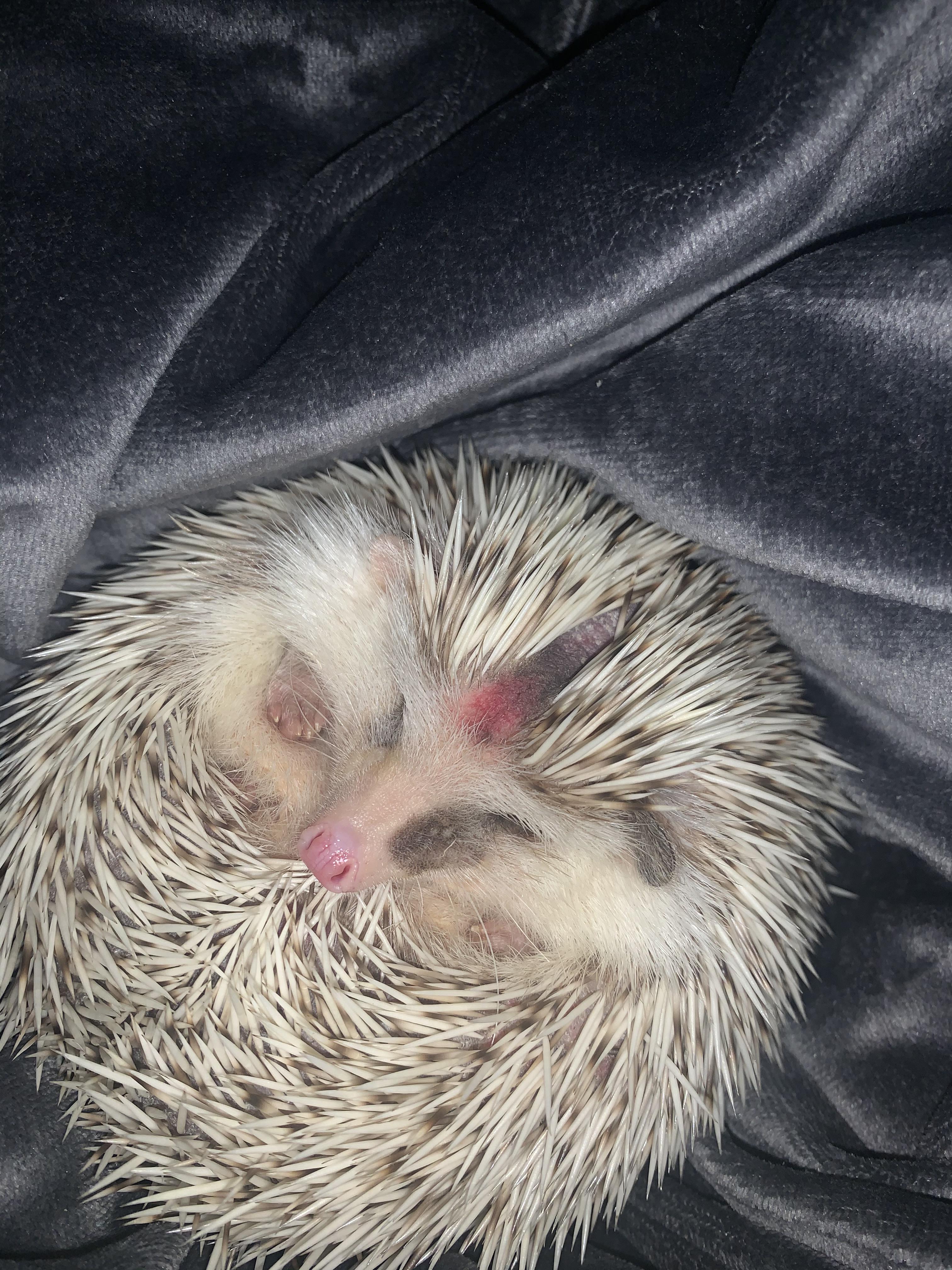 Help!! Hedgehog is bleeding from her head!! | Scrolller