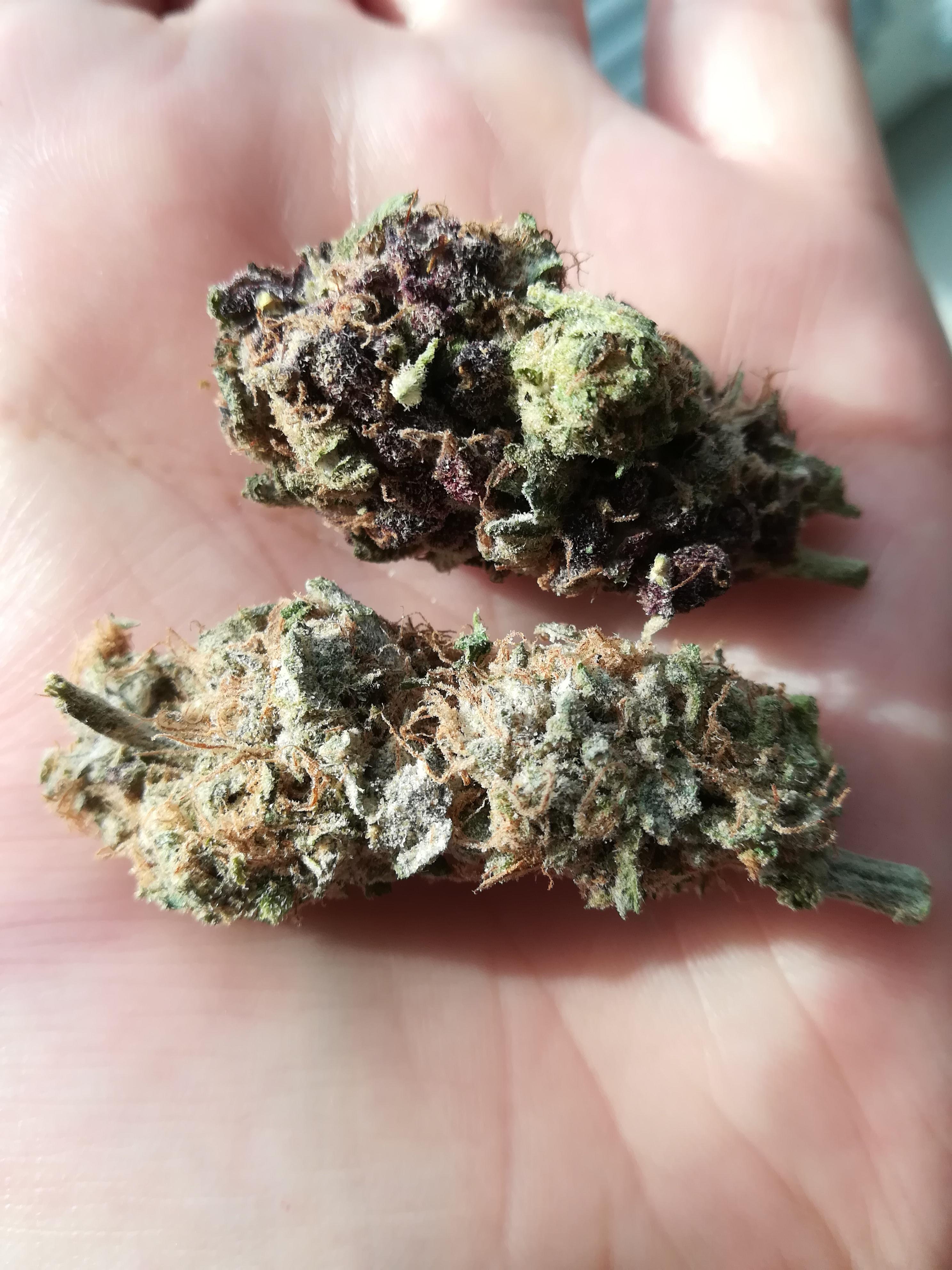 Help identify them buds. | Scrolller