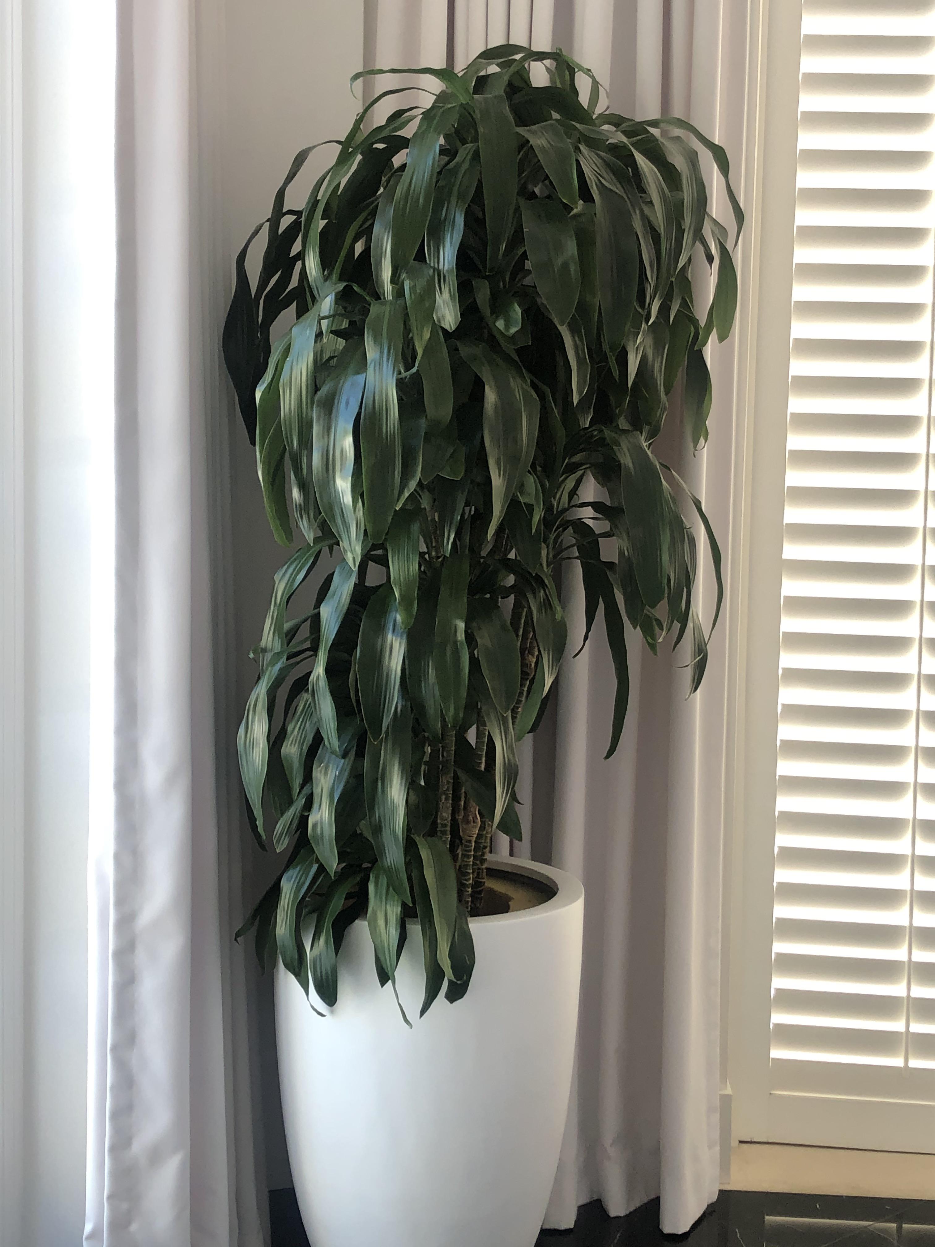 Help Identify this plant | Scrolller