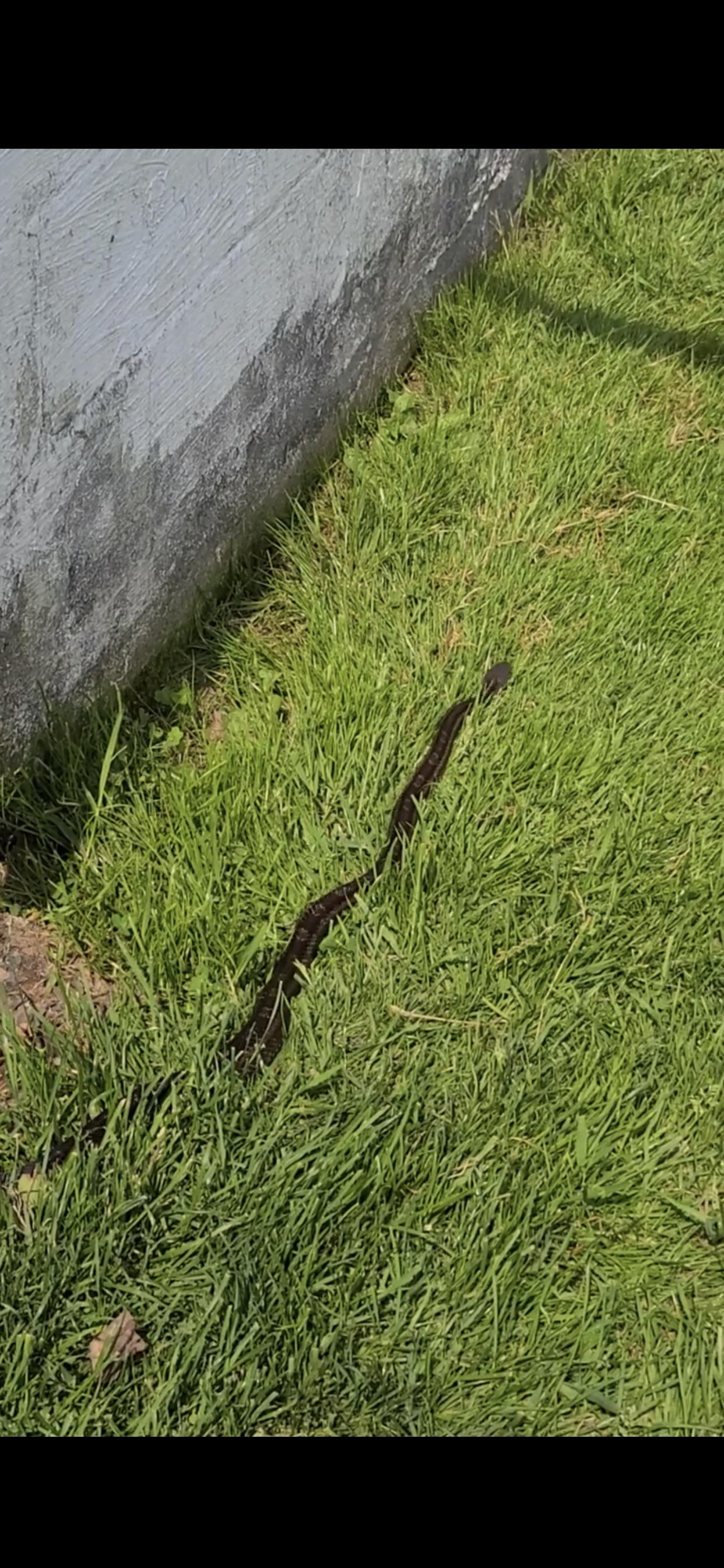 Help identify this snake. Southwest Pa | Scrolller