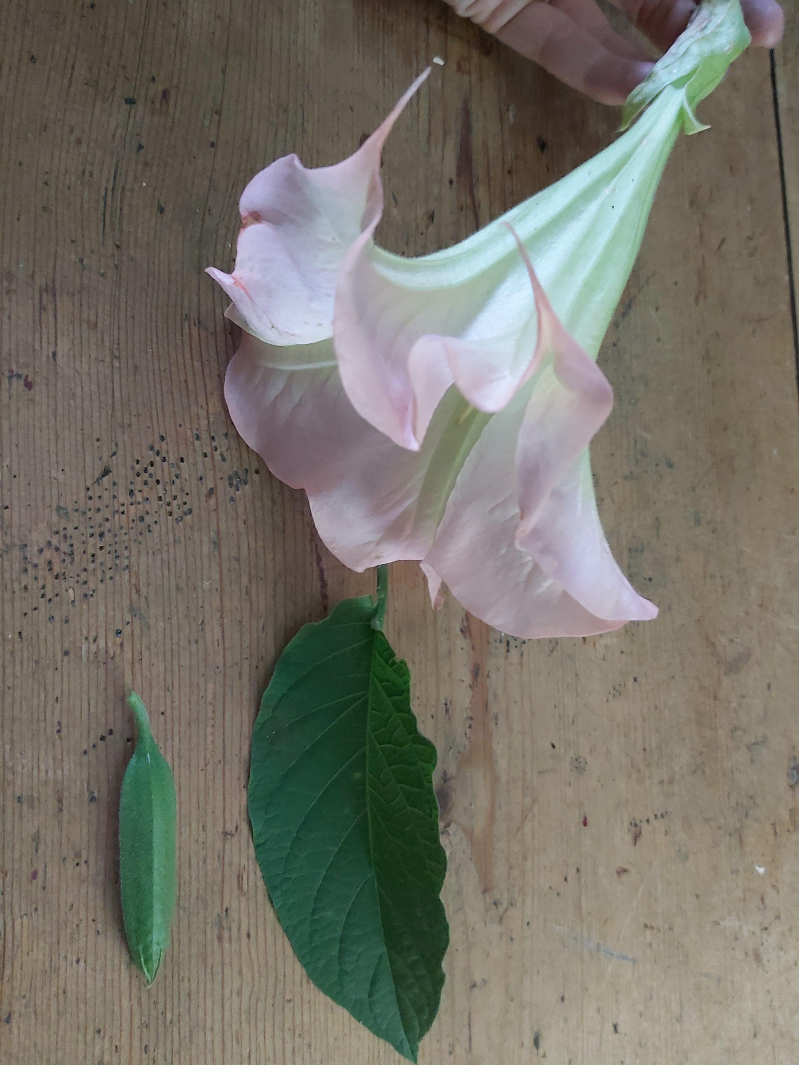 Help identifying a plant | Scrolller