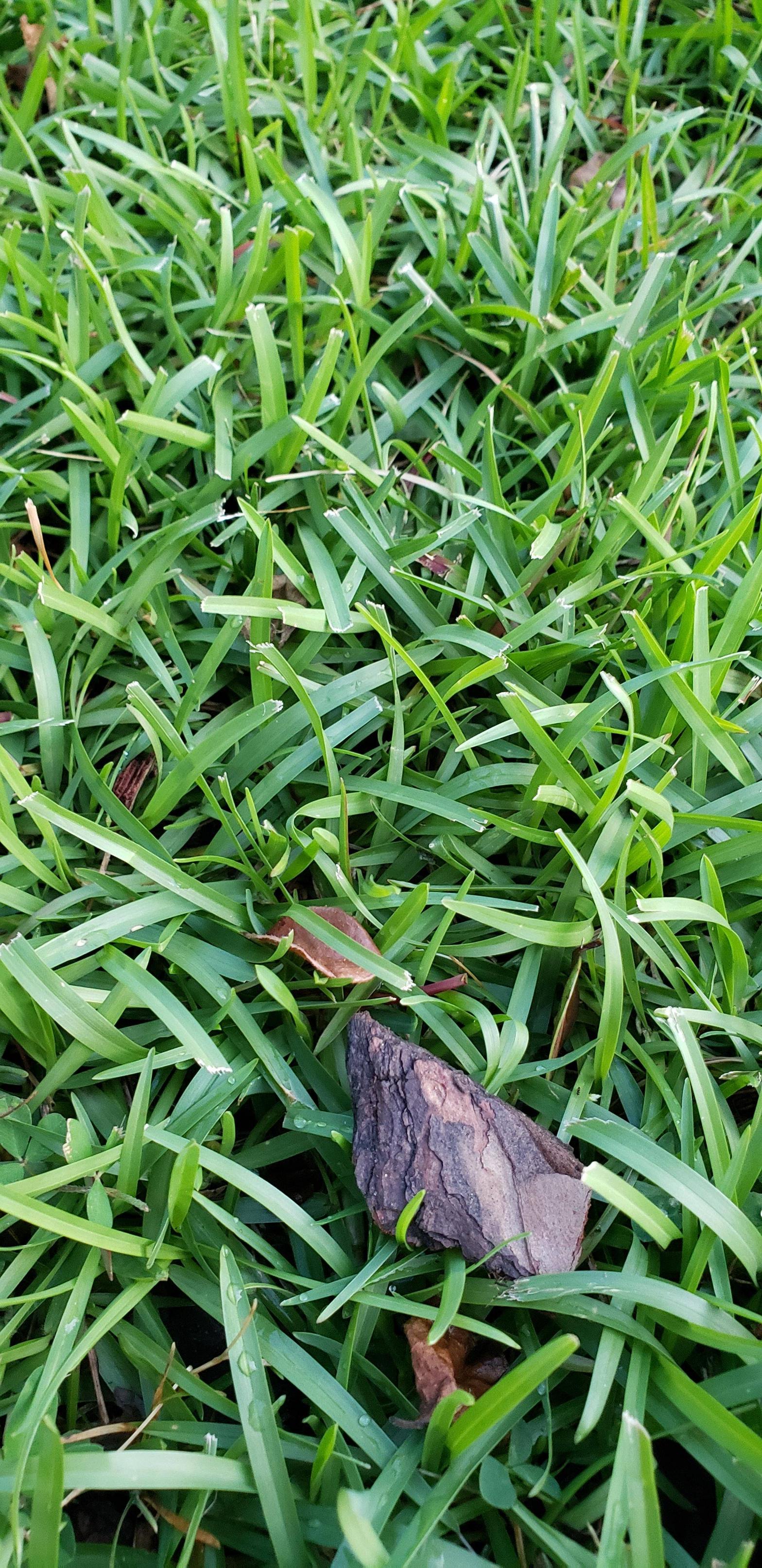 Help Identifying Grass Type? | Scrolller