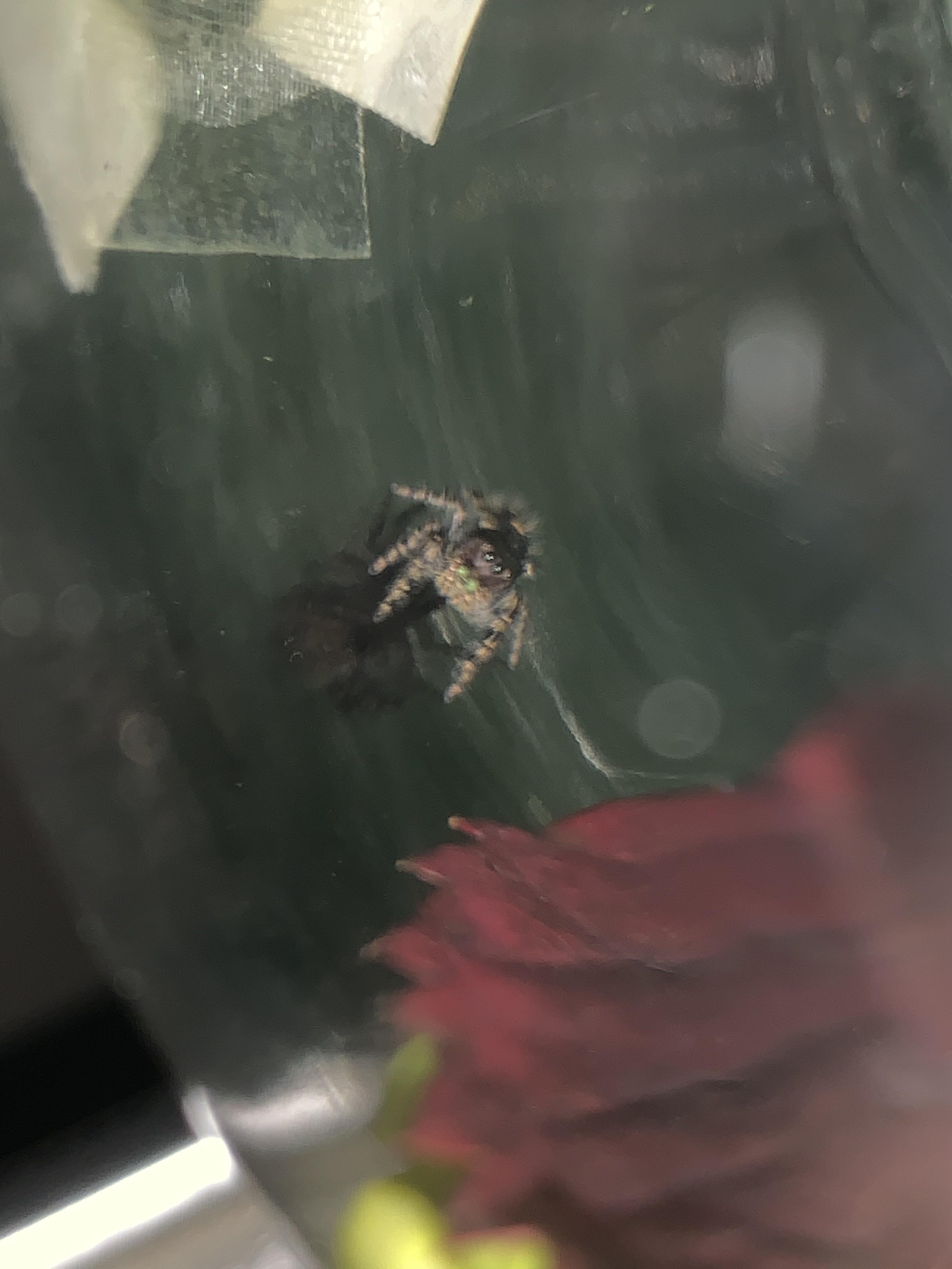 Help identifying this lil dude? | Scrolller