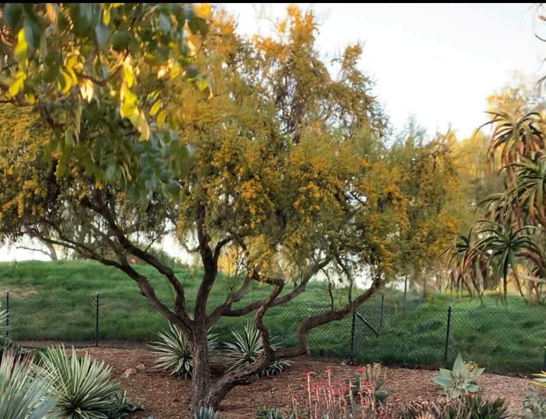 Help identifying this tree please and thank you | Scrolller