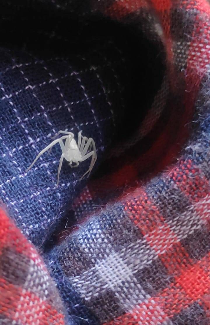 Help me identify this spider | Scrolller