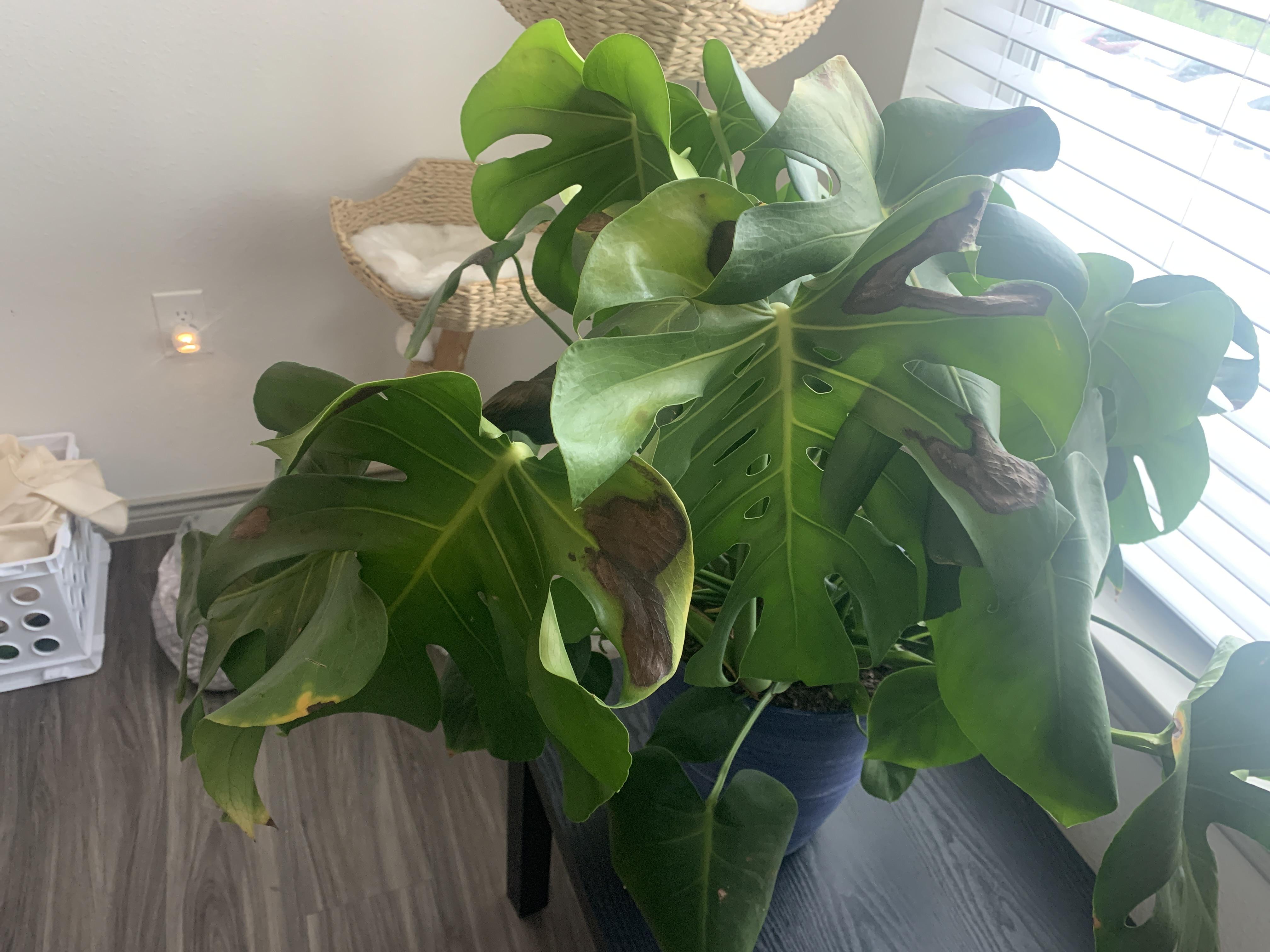 Help monstera plant is dying | Scrolller