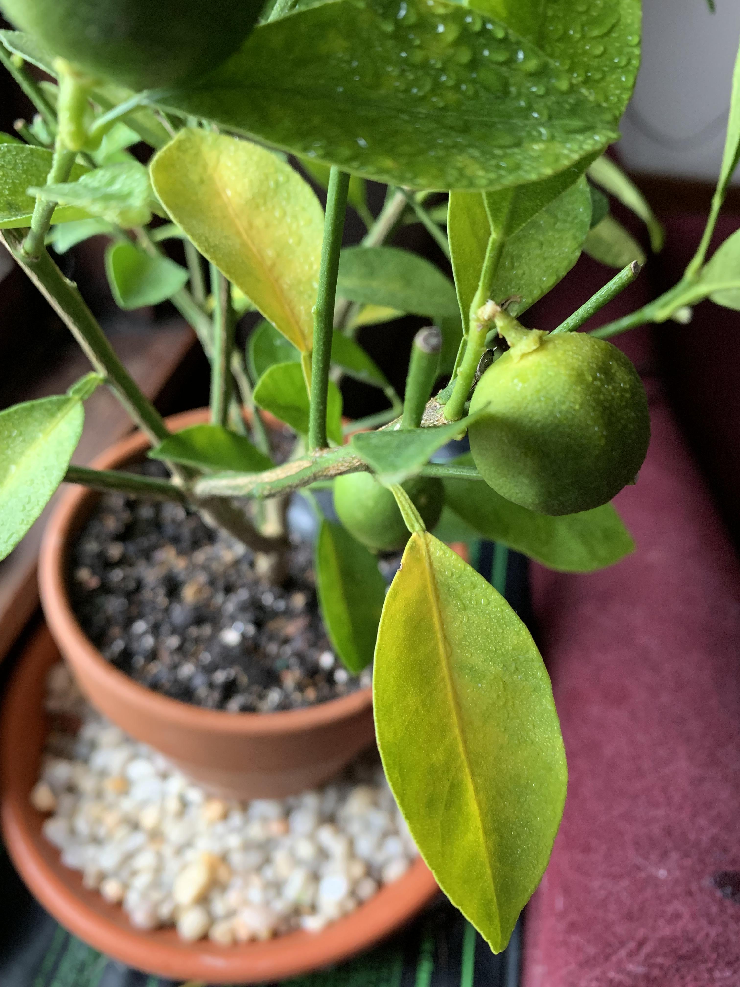 Help! My new calamondin’s leaves are yellowing/dropping | Scrolller