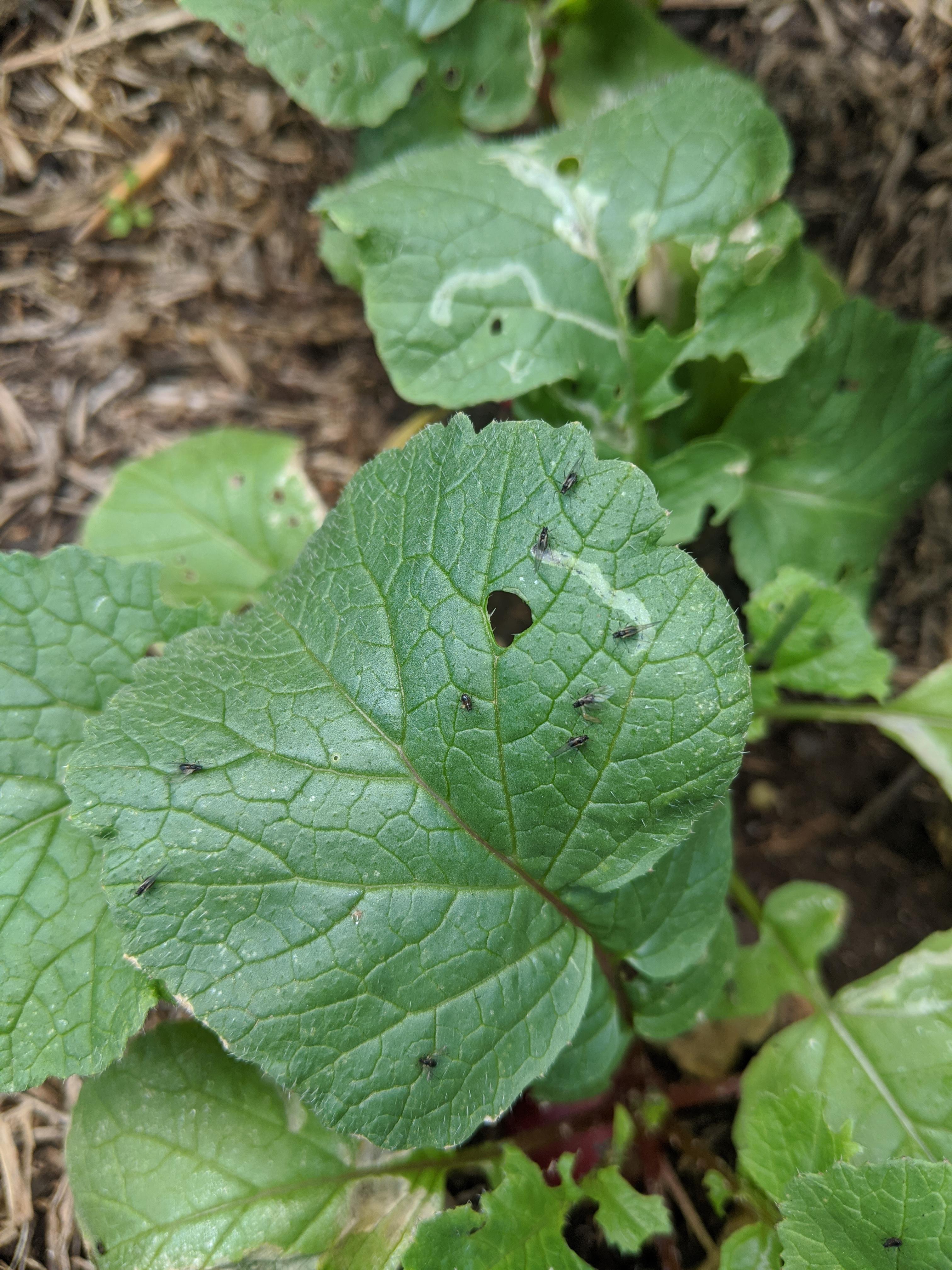 HELP: What are these bugs on my radishes? | Scrolller