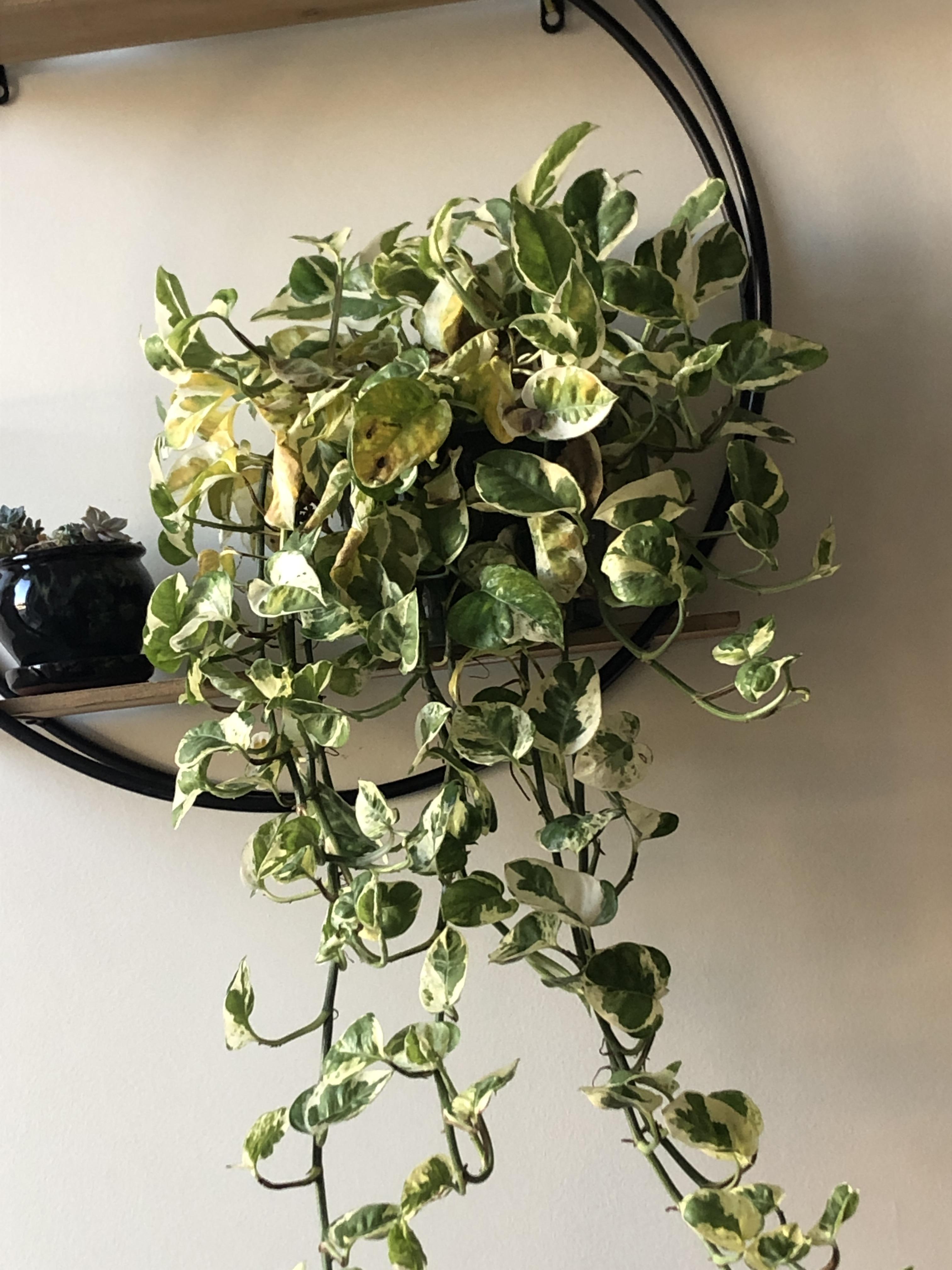Help- why is this plant dying? | Scrolller