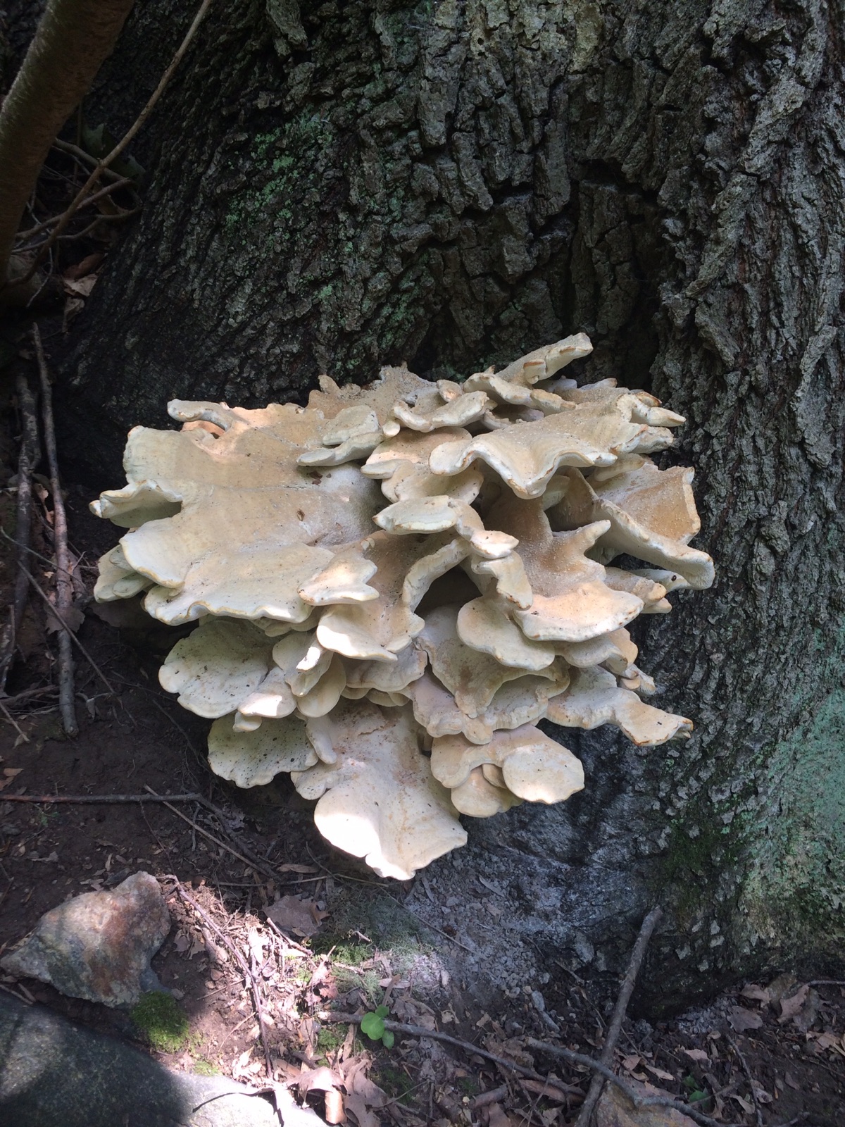 Help with identifying this mushroom. | Scrolller