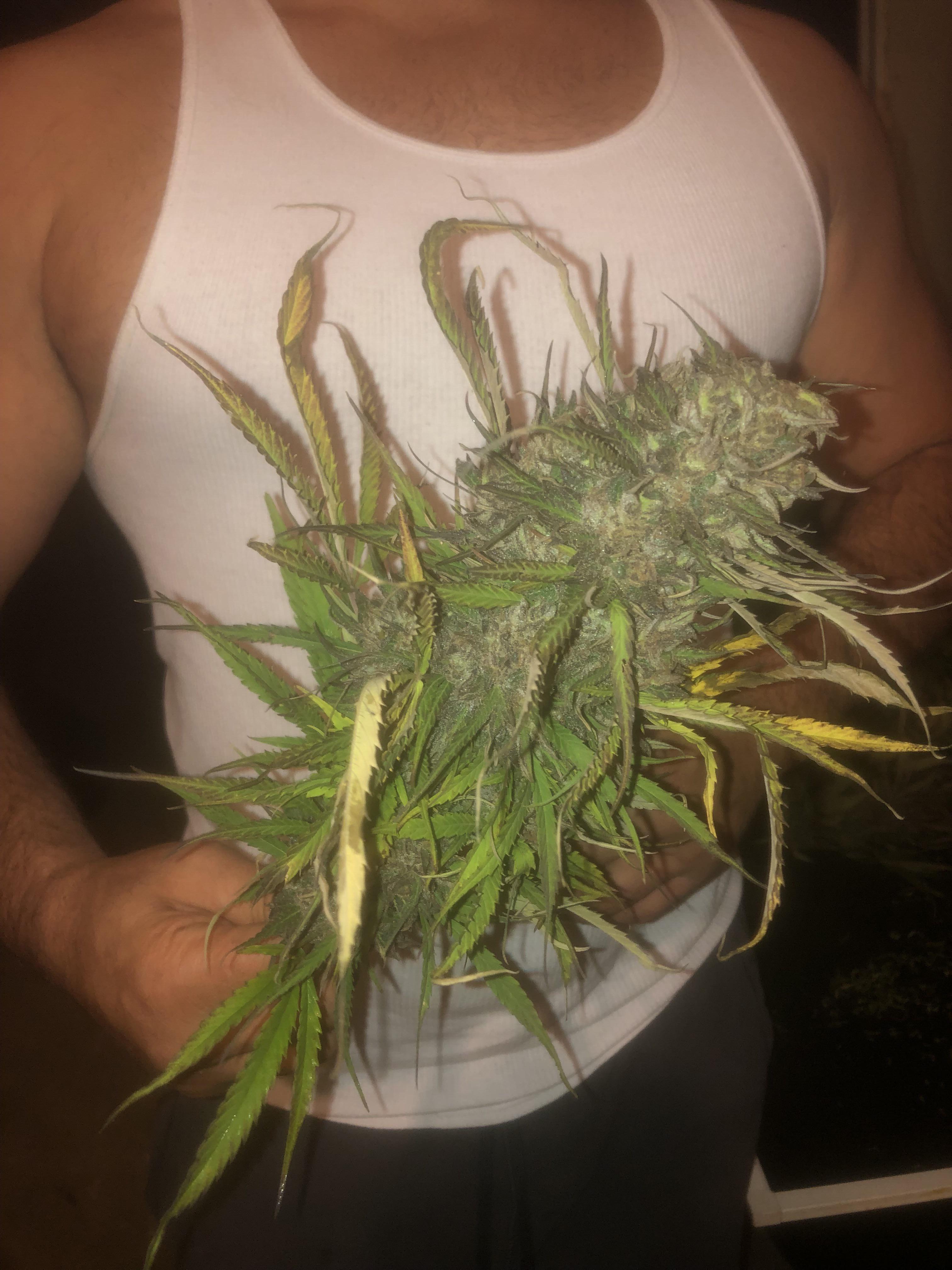 Hemp flower! | Scrolller