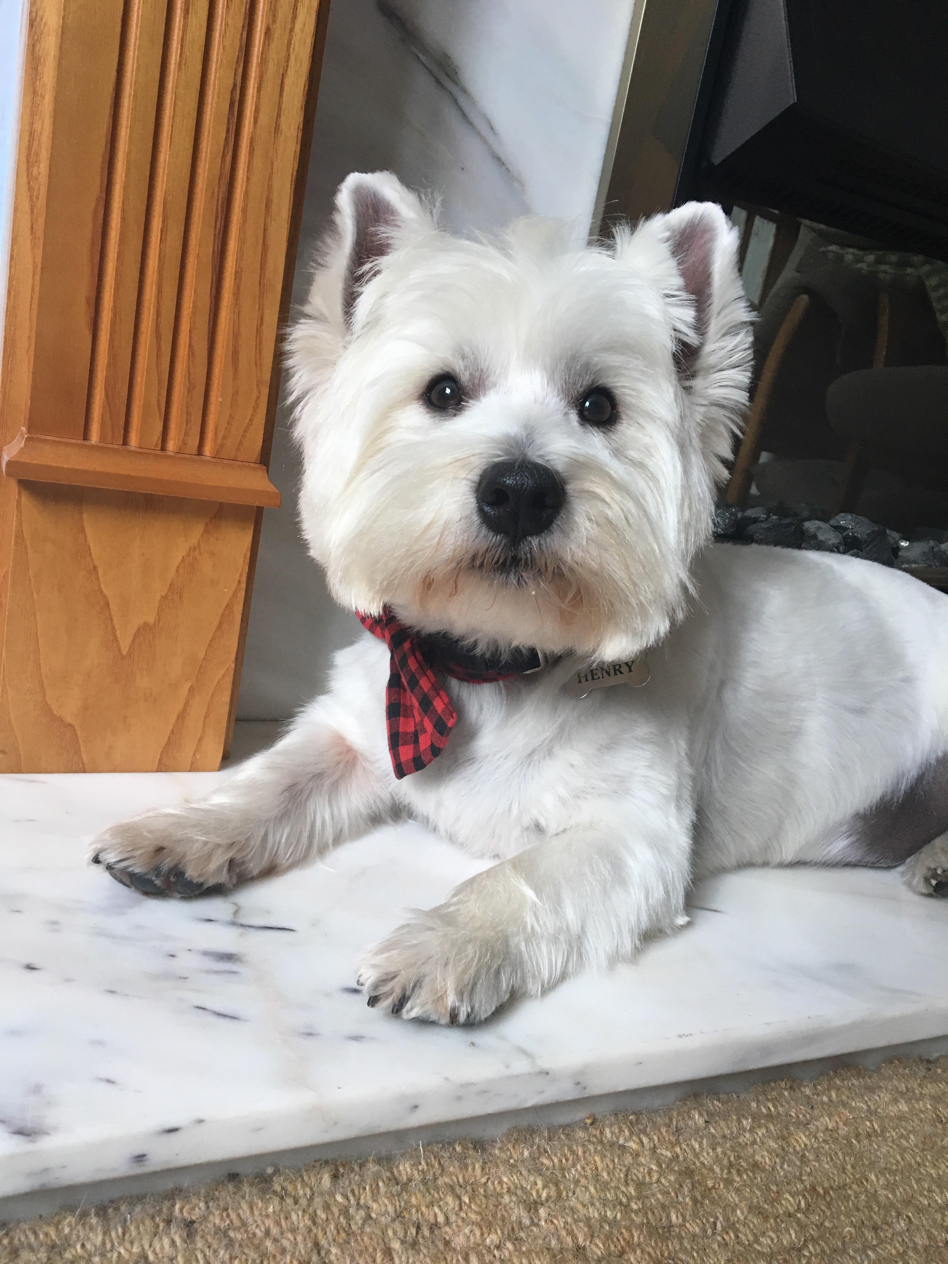 Henry’s new teddy bear haircut ♥️ | Scrolller