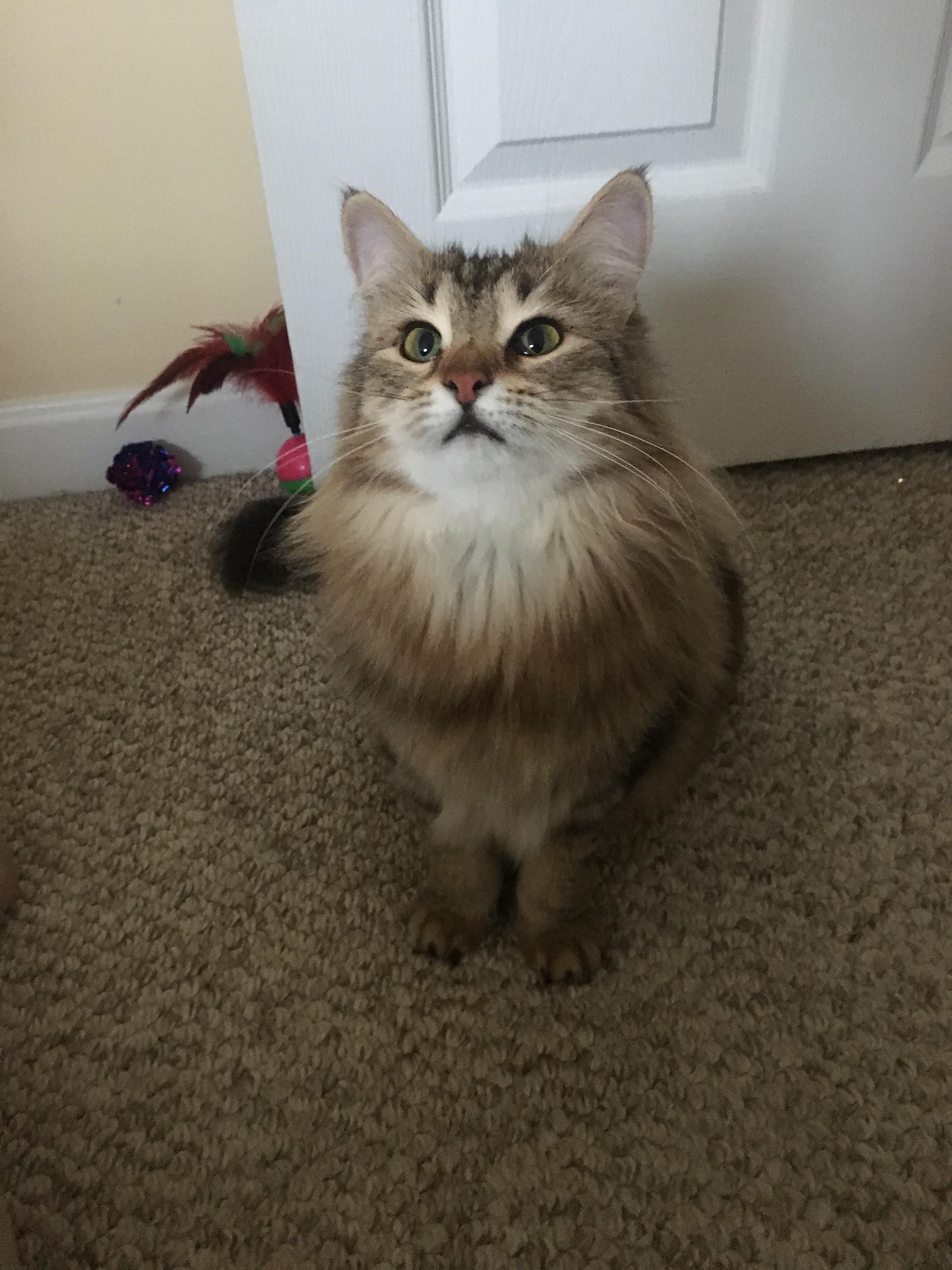 Discover more like SiberianCats: Her face when I make one too many bad puns... and Related ...