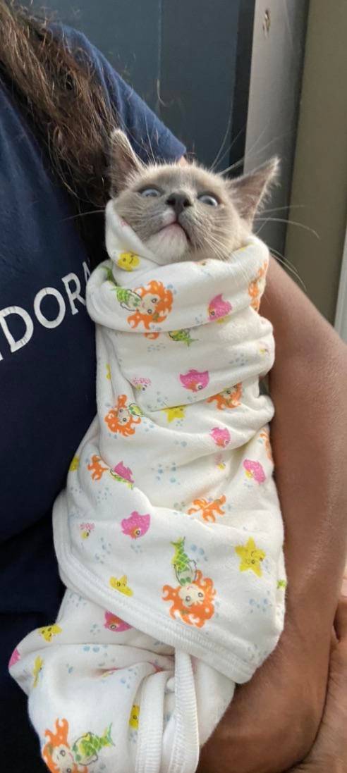Her first time being a purrito | Scrolller
